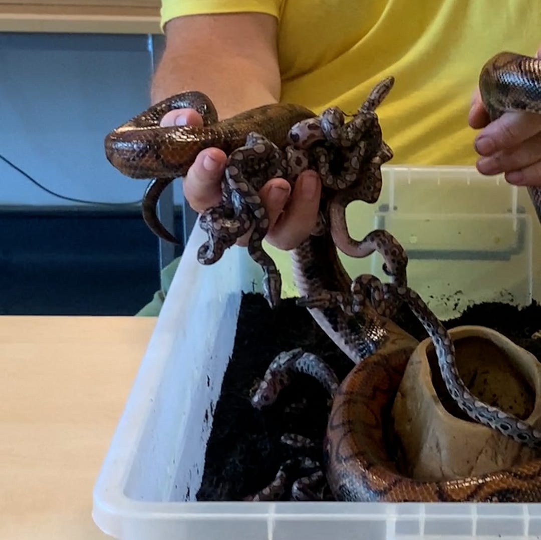 Snake Giving Birth To Live Babies