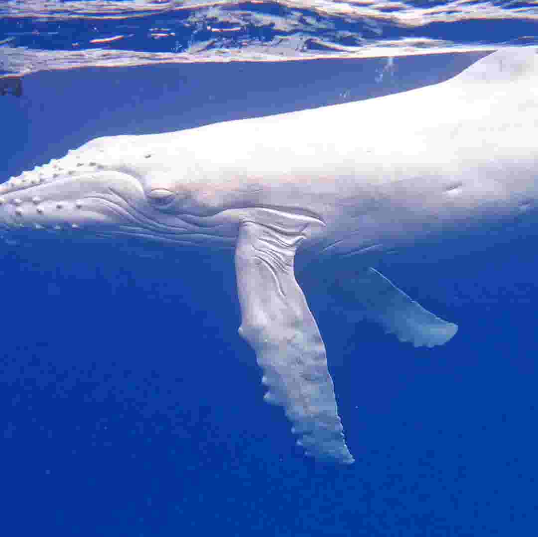 Watch: A baby albino humpback whale swims up to the ocean surface