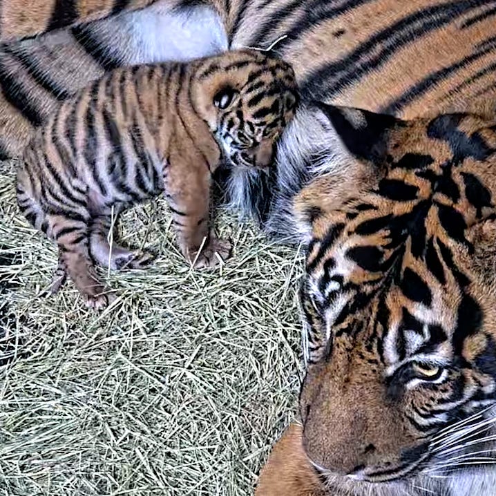 Baby Sumatran Tiger Sumatran Tiger Honolulu Zoo Society
