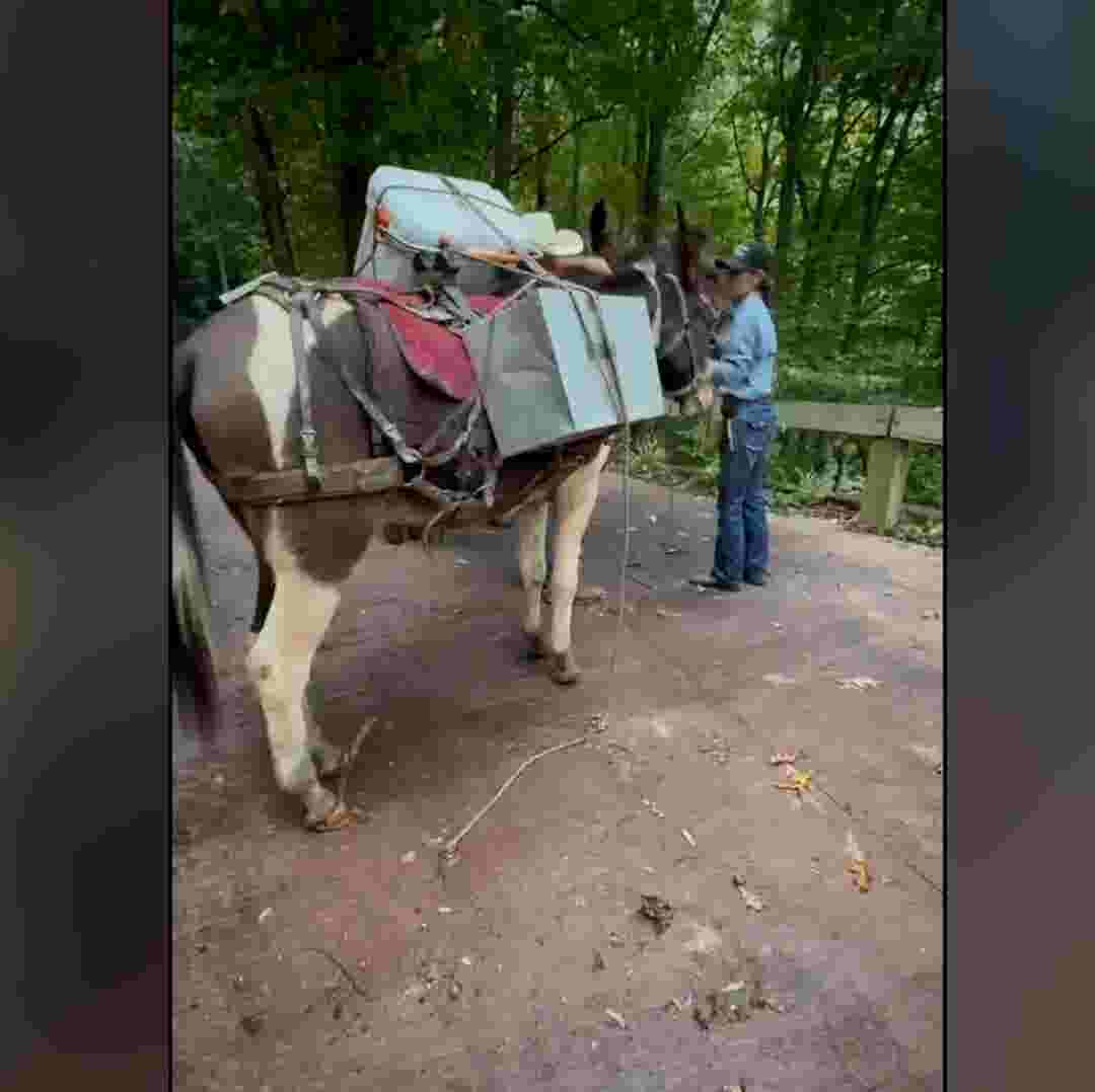 Watch: Volunteers on mules deliver supplies to Helene victims in NC