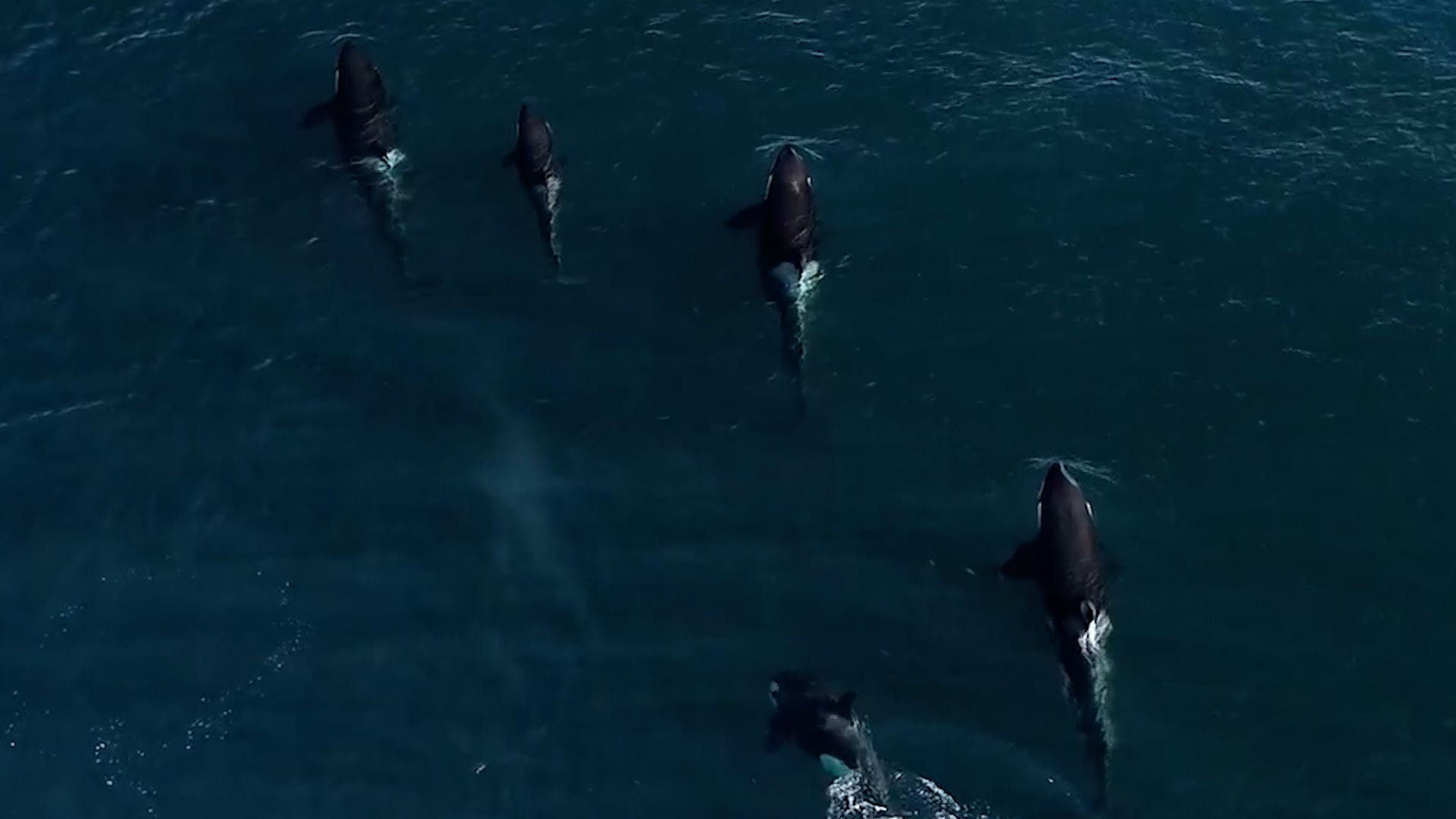 orca pod