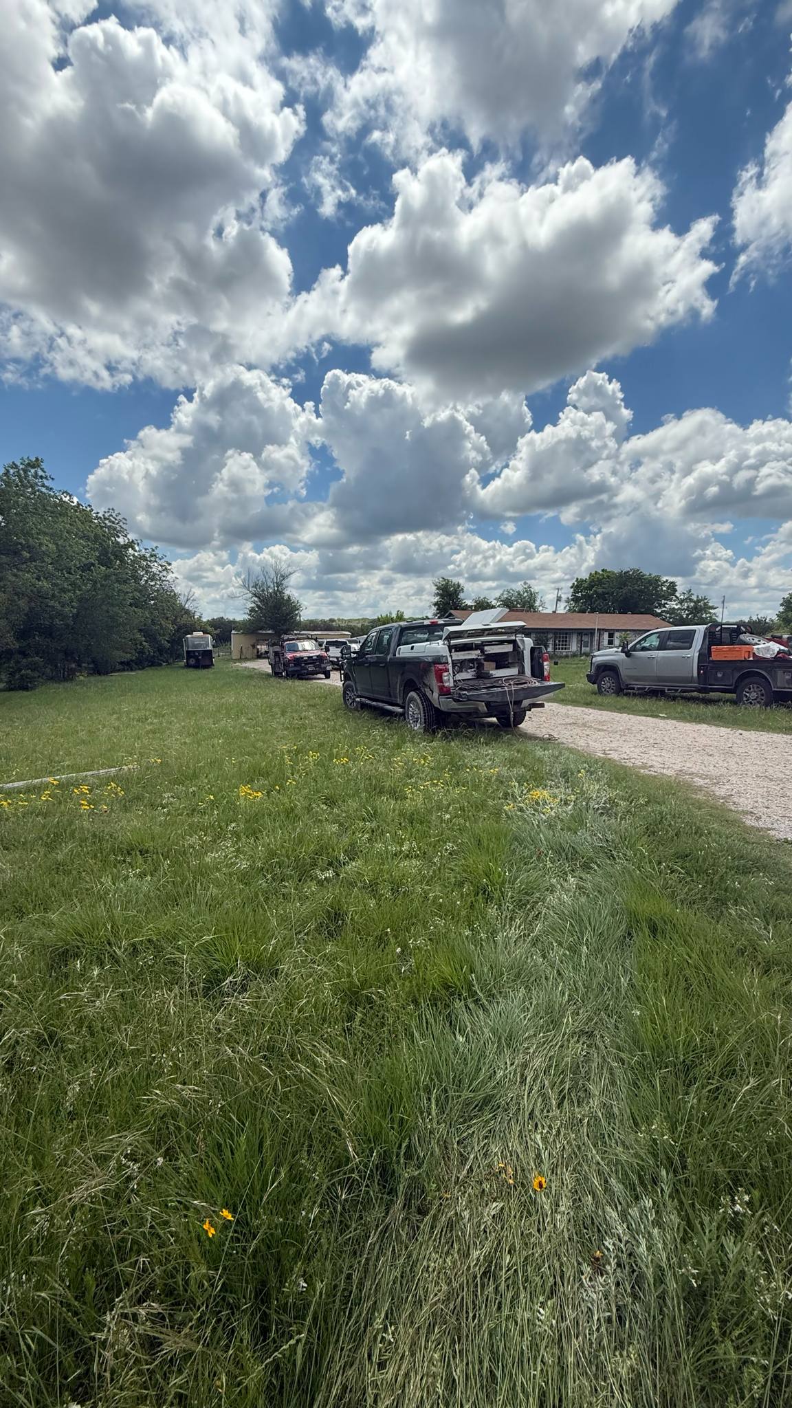 Bees swarm, attack and kill 3 horses in Texas