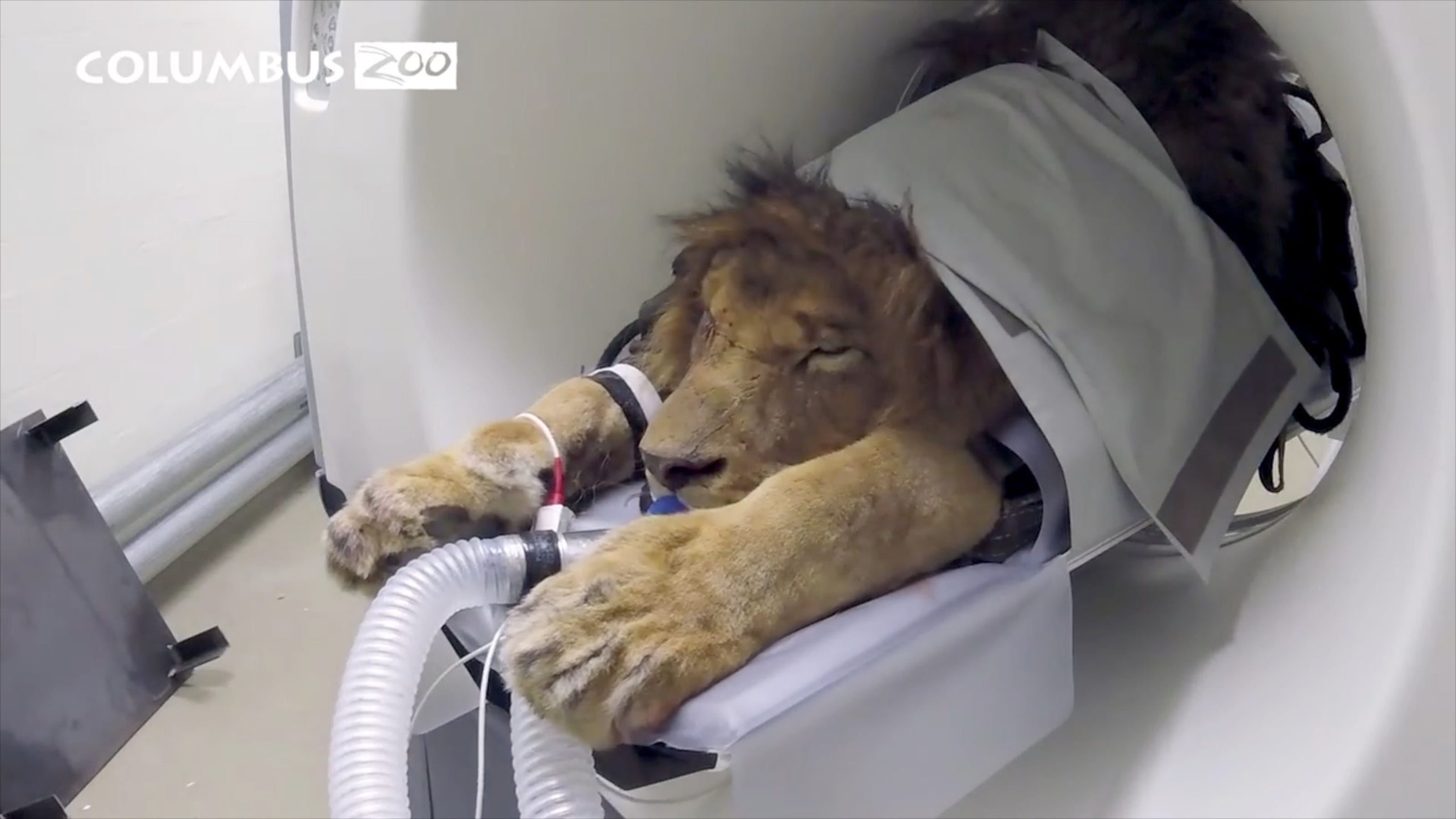 Here's how to do a CT scan on a lion