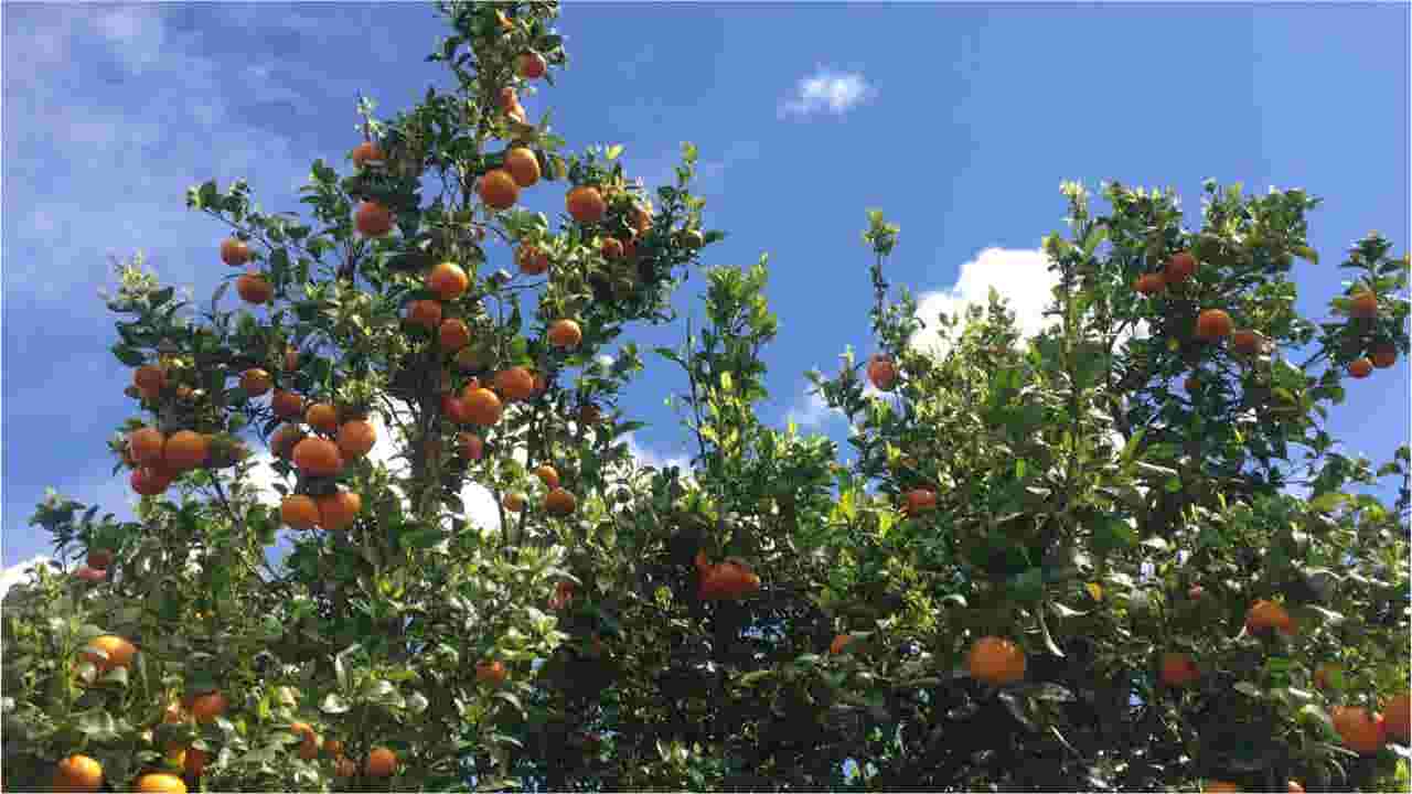 The fight to save Ventura County's citrus crops