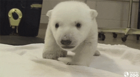 Baby Polar Bear Gif