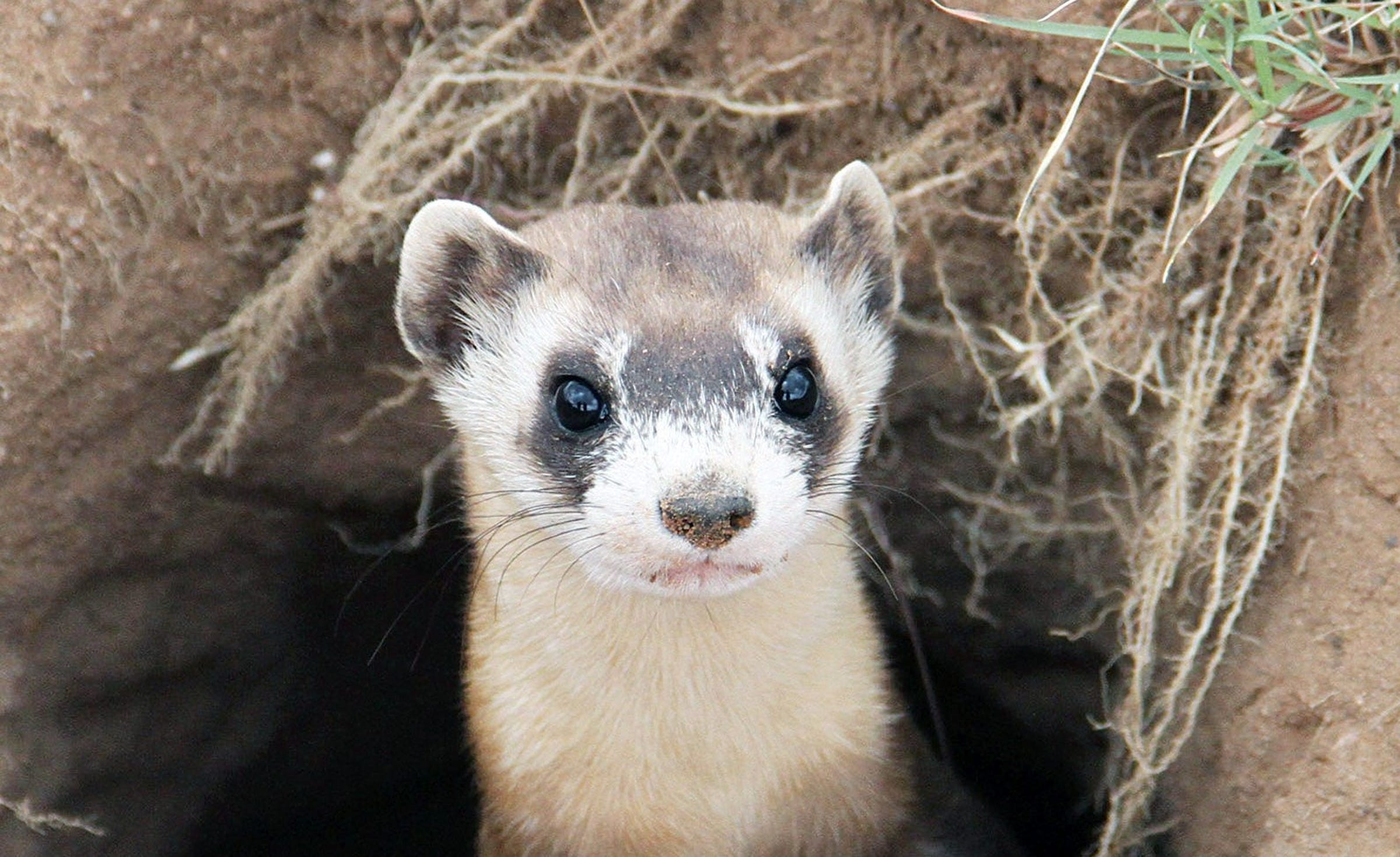 Game and Fish volunteers hunt for black-footed ferrets, to save them