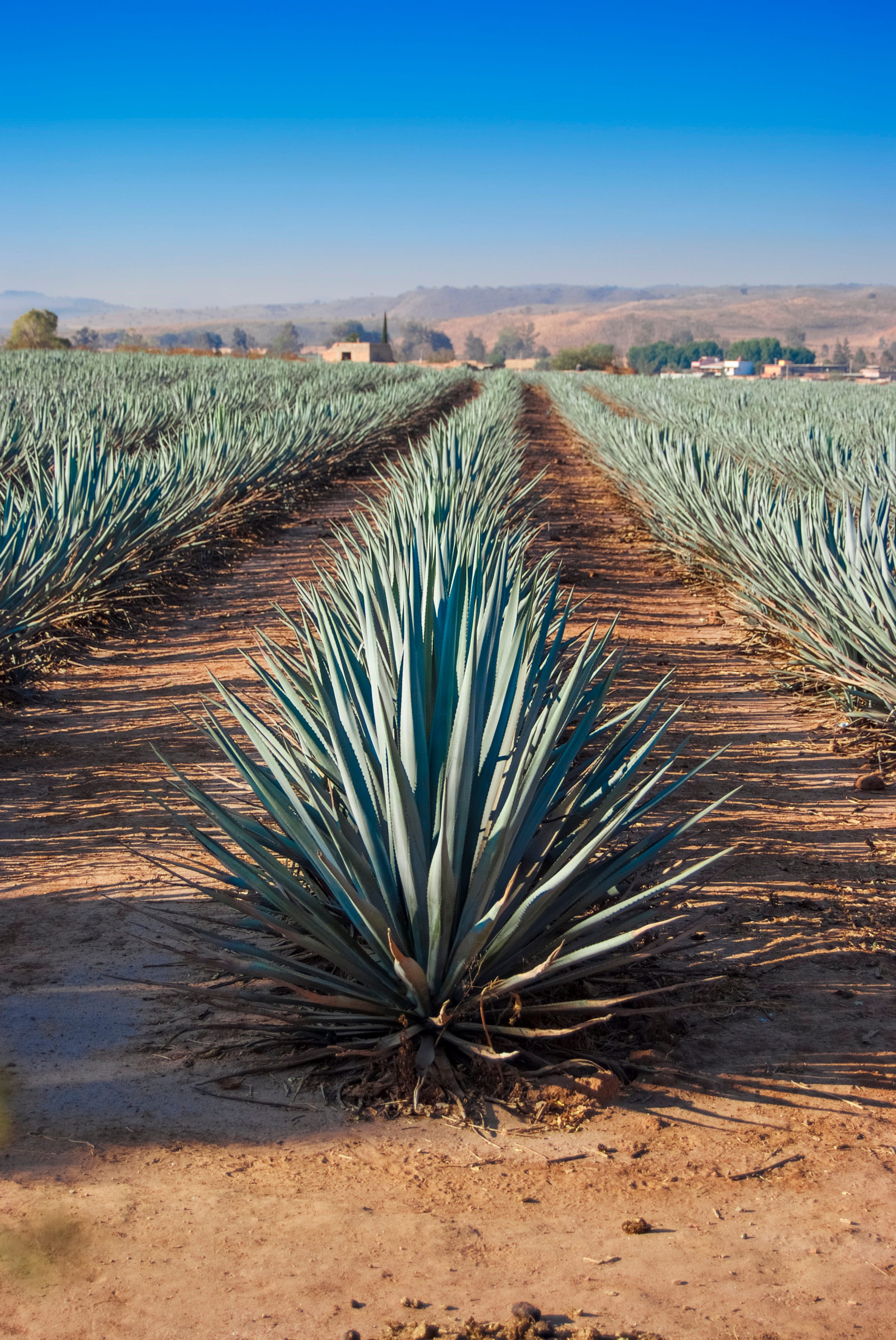 What is mezcal, what does it taste like and how is it made?