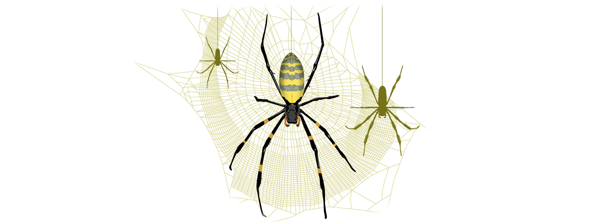 Joro spiders to invade East Coast: Here's what you need to know