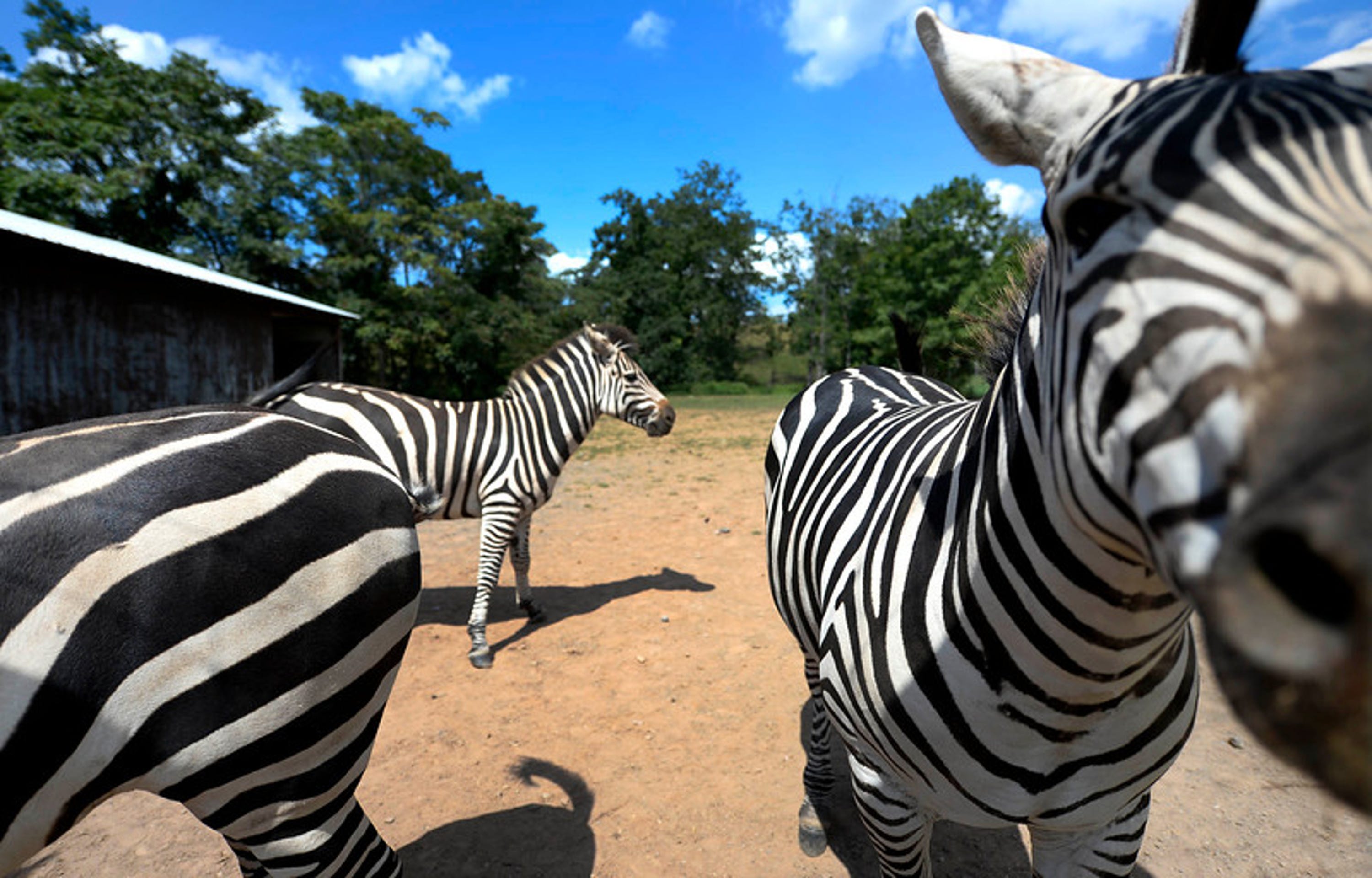 8 Pennsylvania zoos to visit this summer with family