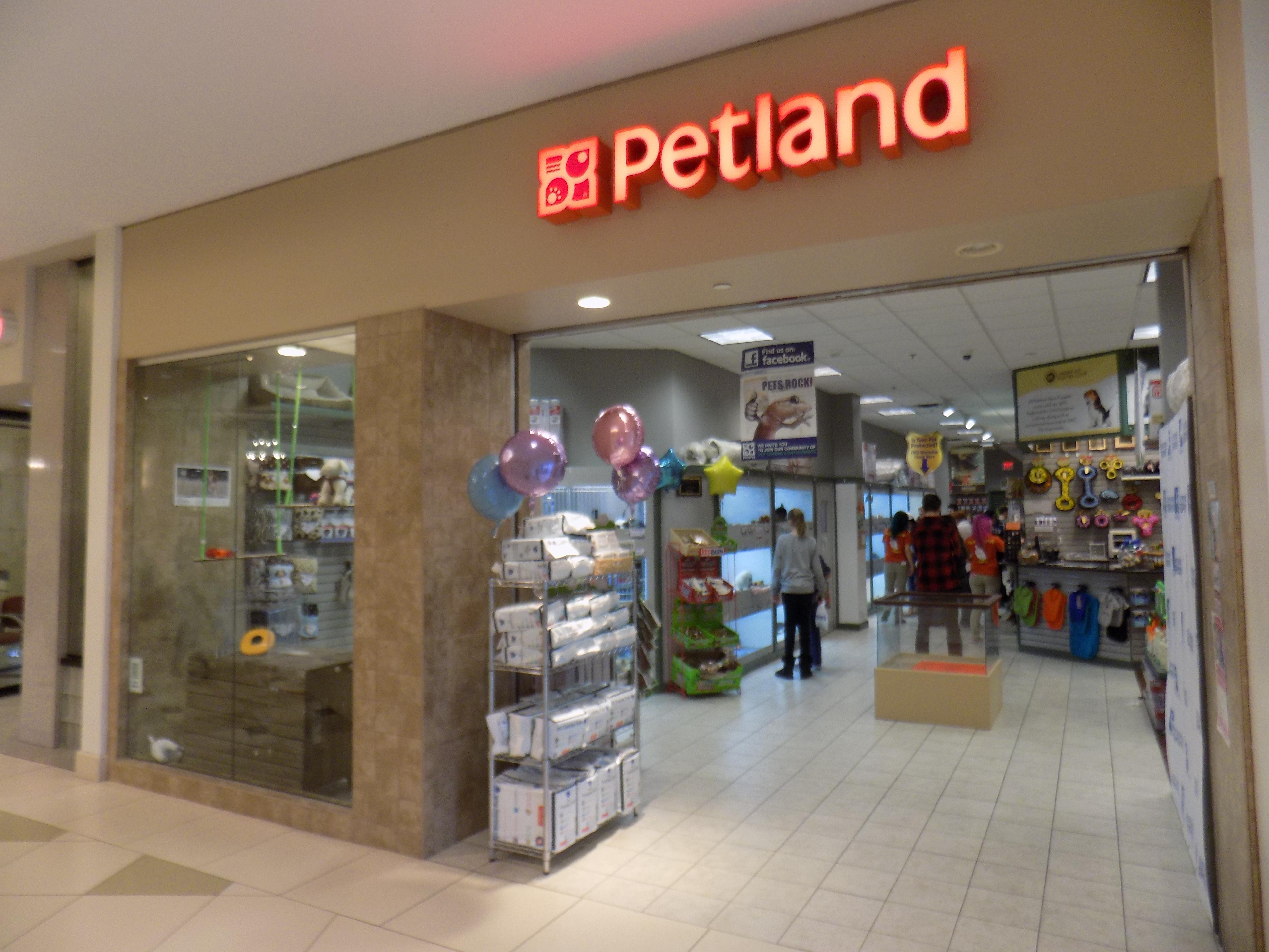 Are Petland Puppies Healthy