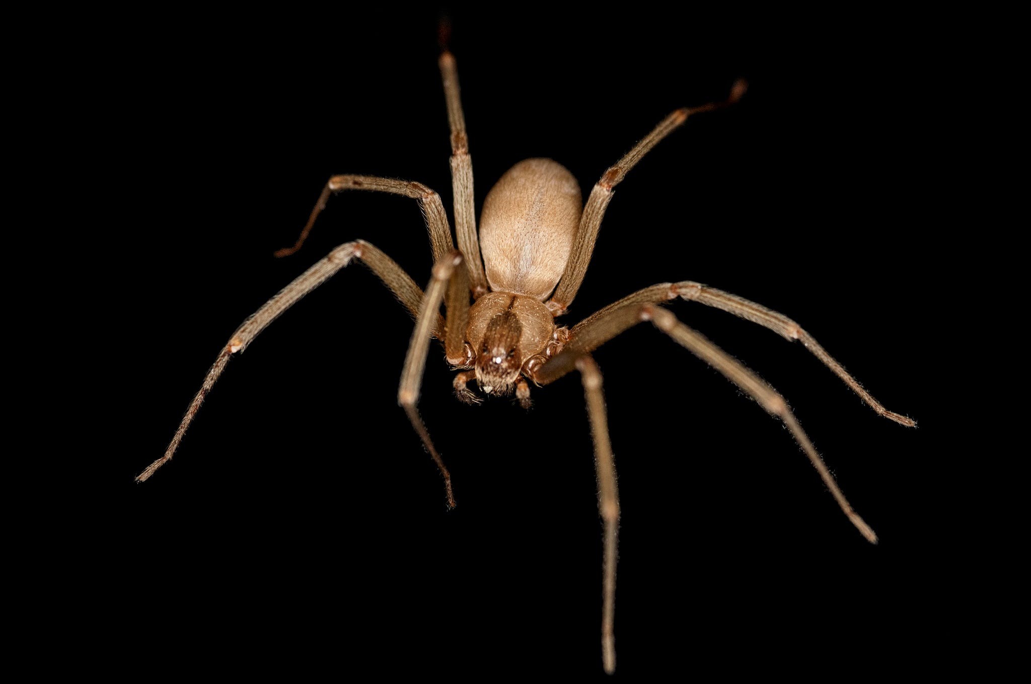 You've been bitten by a brown recluse spider. Now what? | Local News ...
