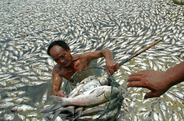 35 tons of dead fish wash up in China lake | wusa9.com