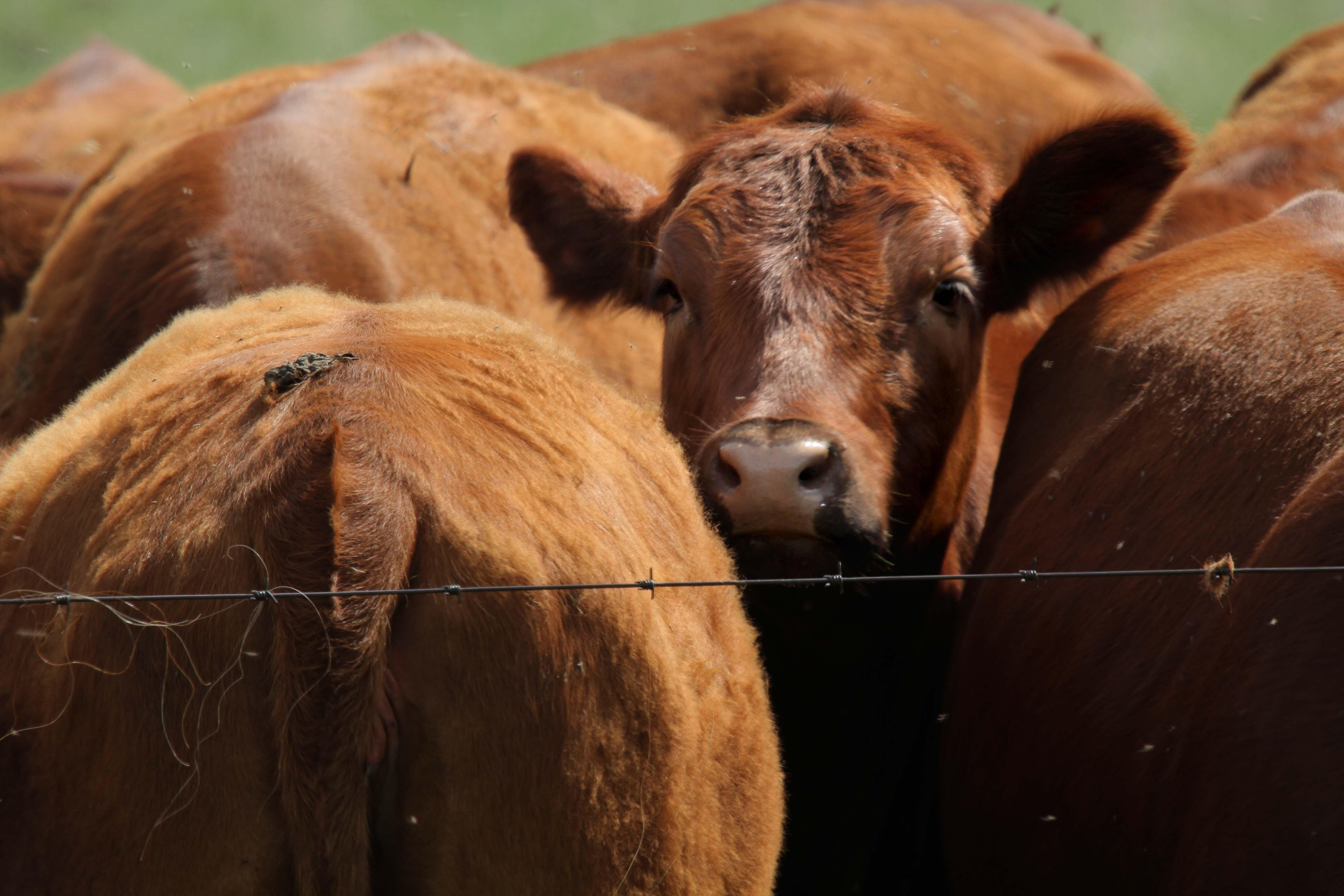 Bovine tuberculosis is a highly contagious bacterial infection that is ...