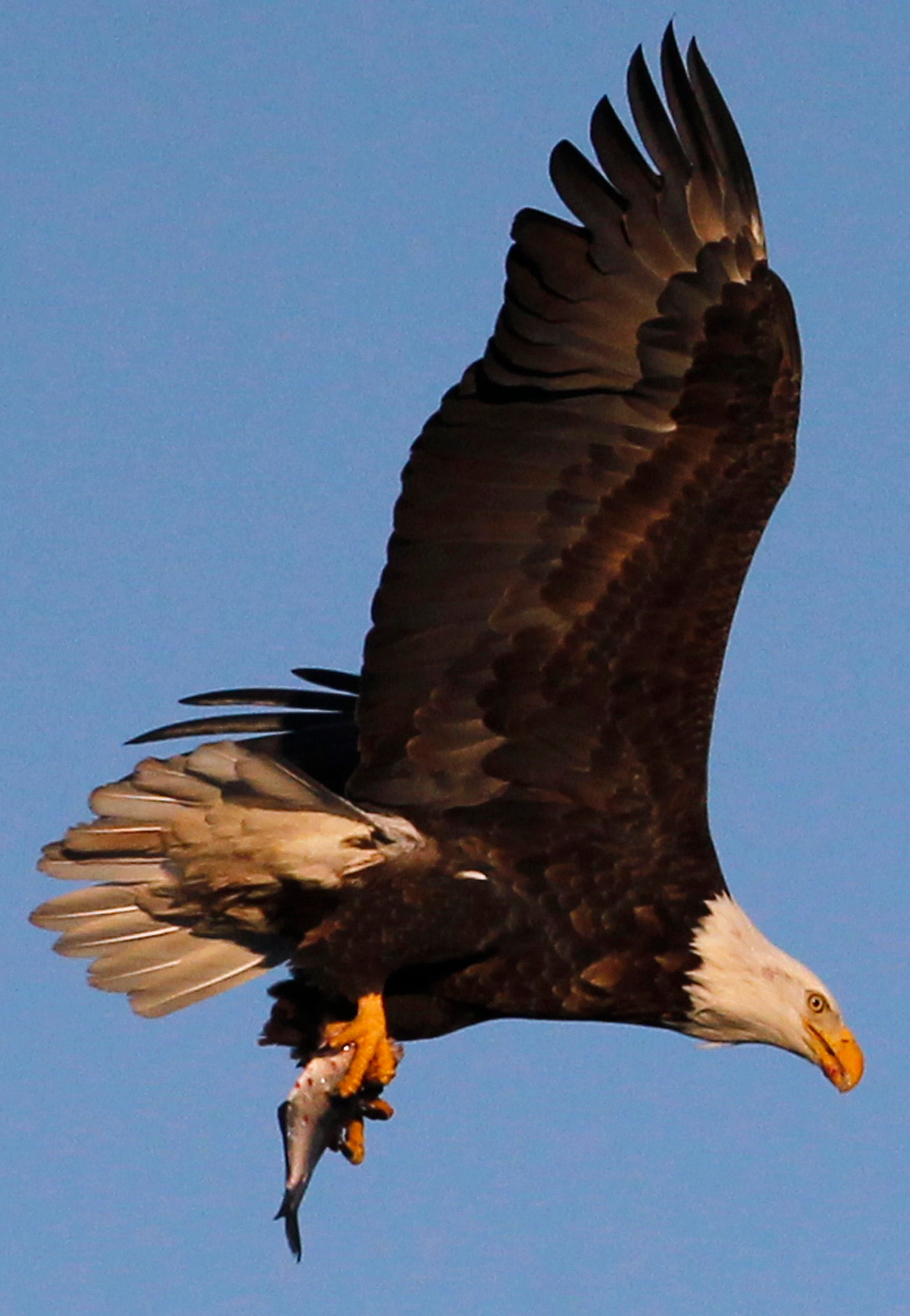 Our national symbol, the bald eagle, is a soaring conservation success