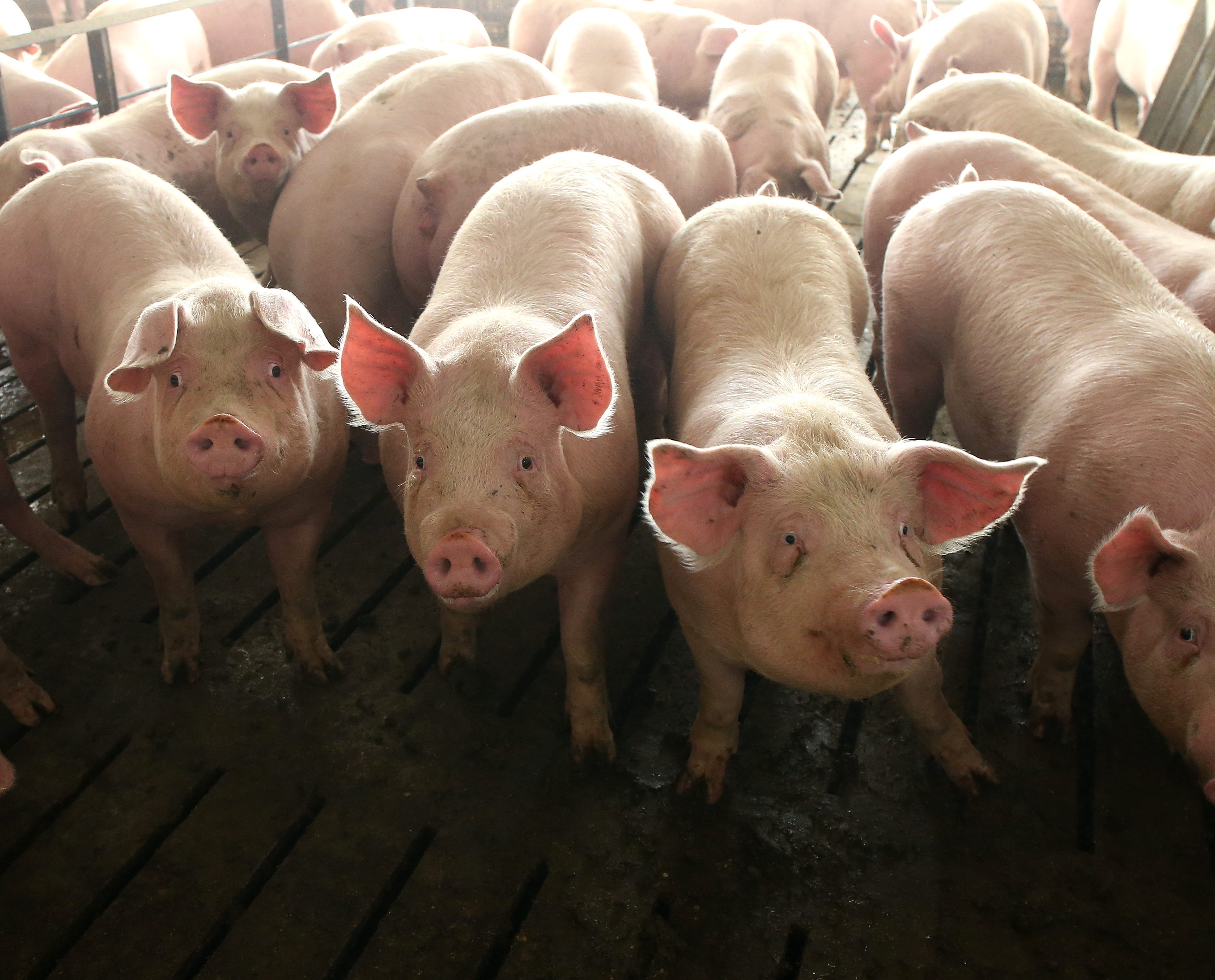 Hog wild: Iowa must tap brakes on the record growth of pork industry