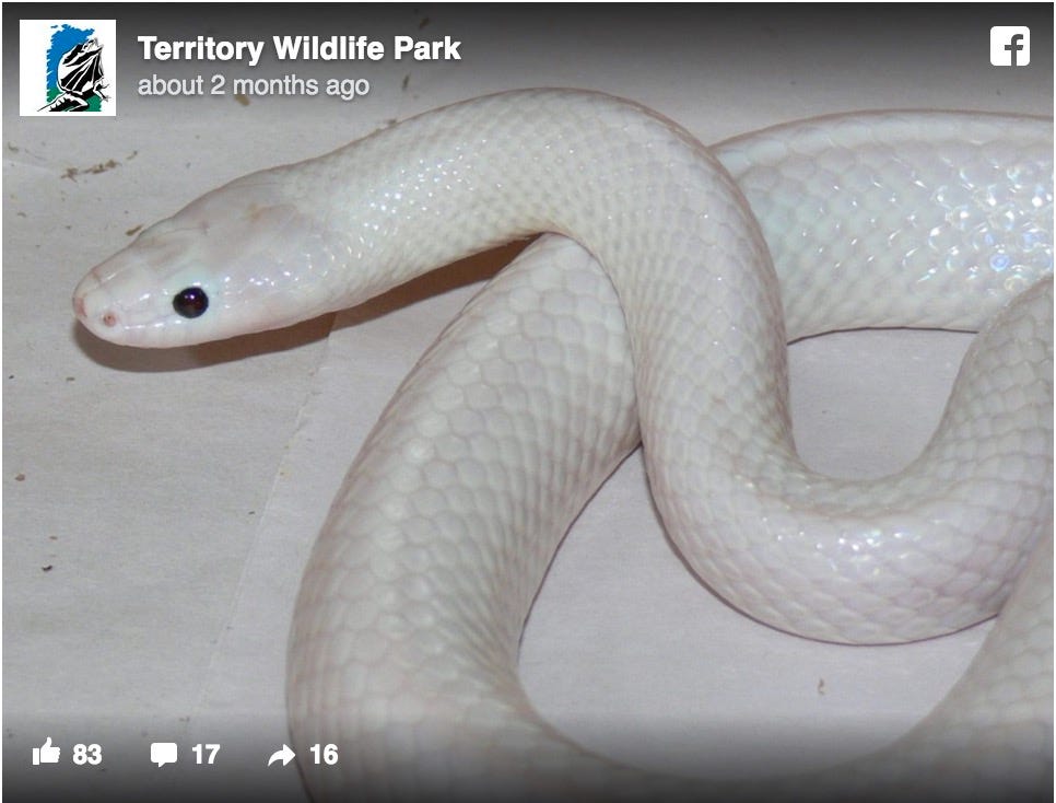 White snake with ‘incredibly rare mutation’ discovered in Australia ...