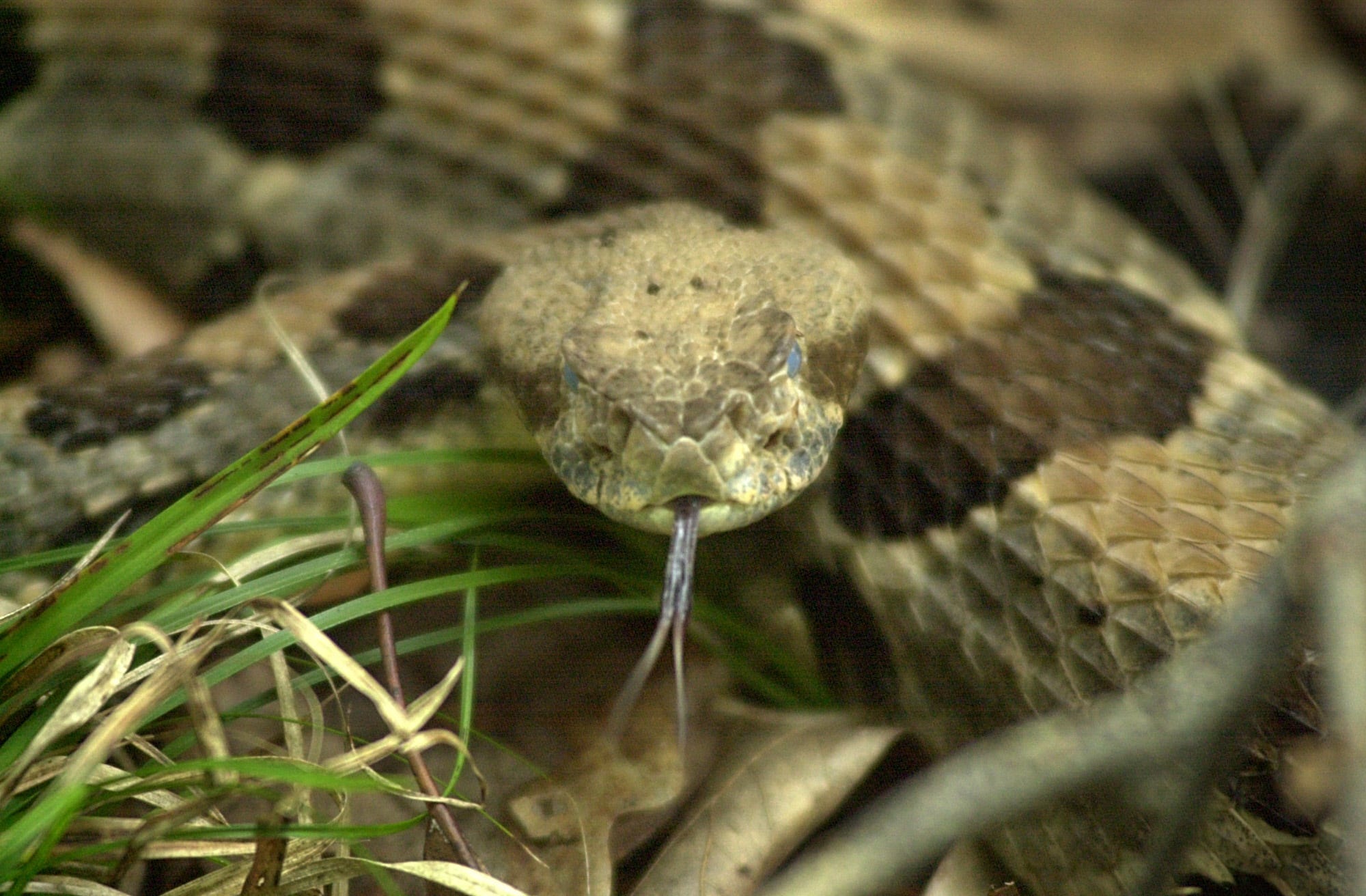 Viral video: Watch this huge rattlesnake slither by folks on park path ...