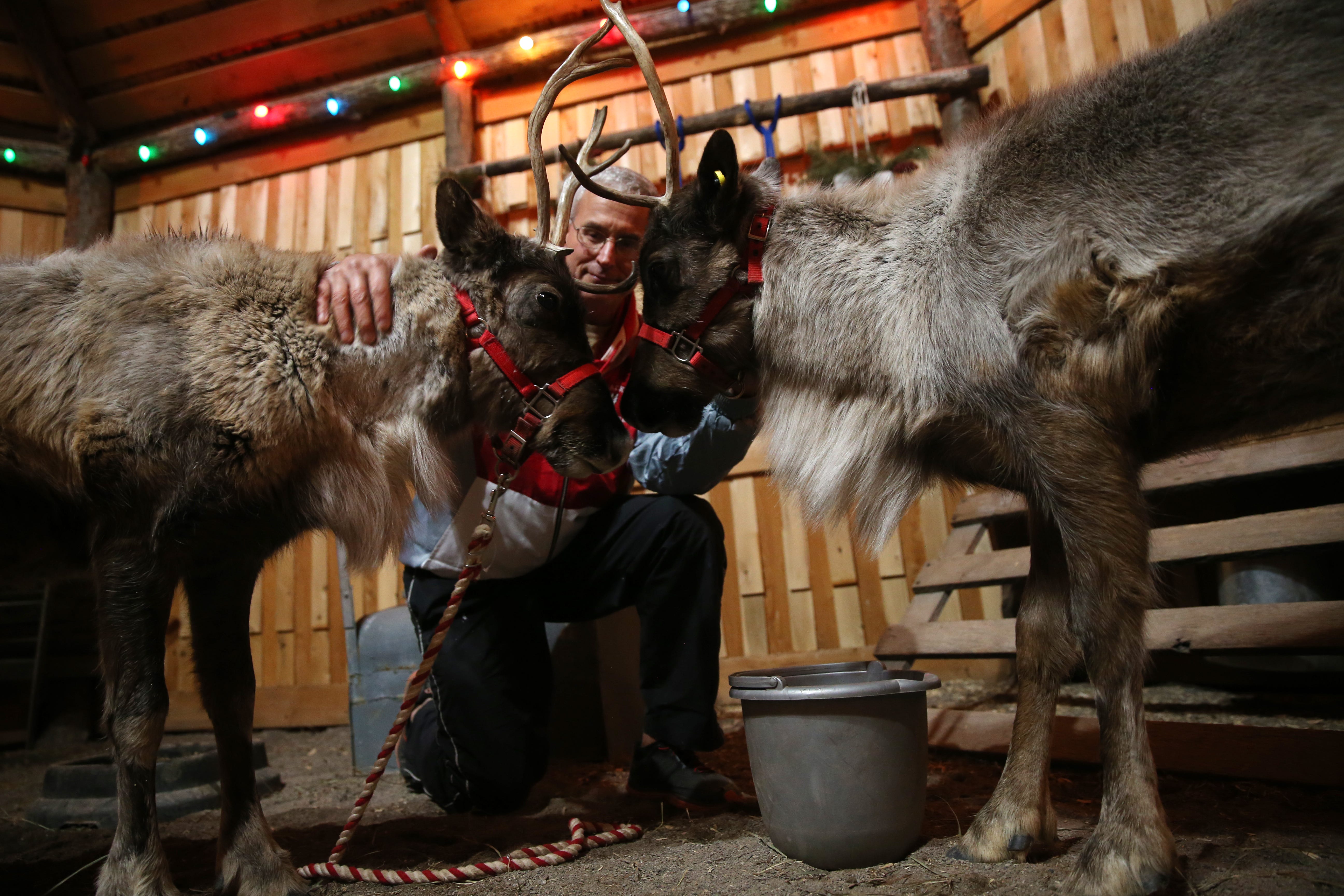 LITTLE BUDDY, THE REINDEER, gets a life-saving blood transfusion from ...
