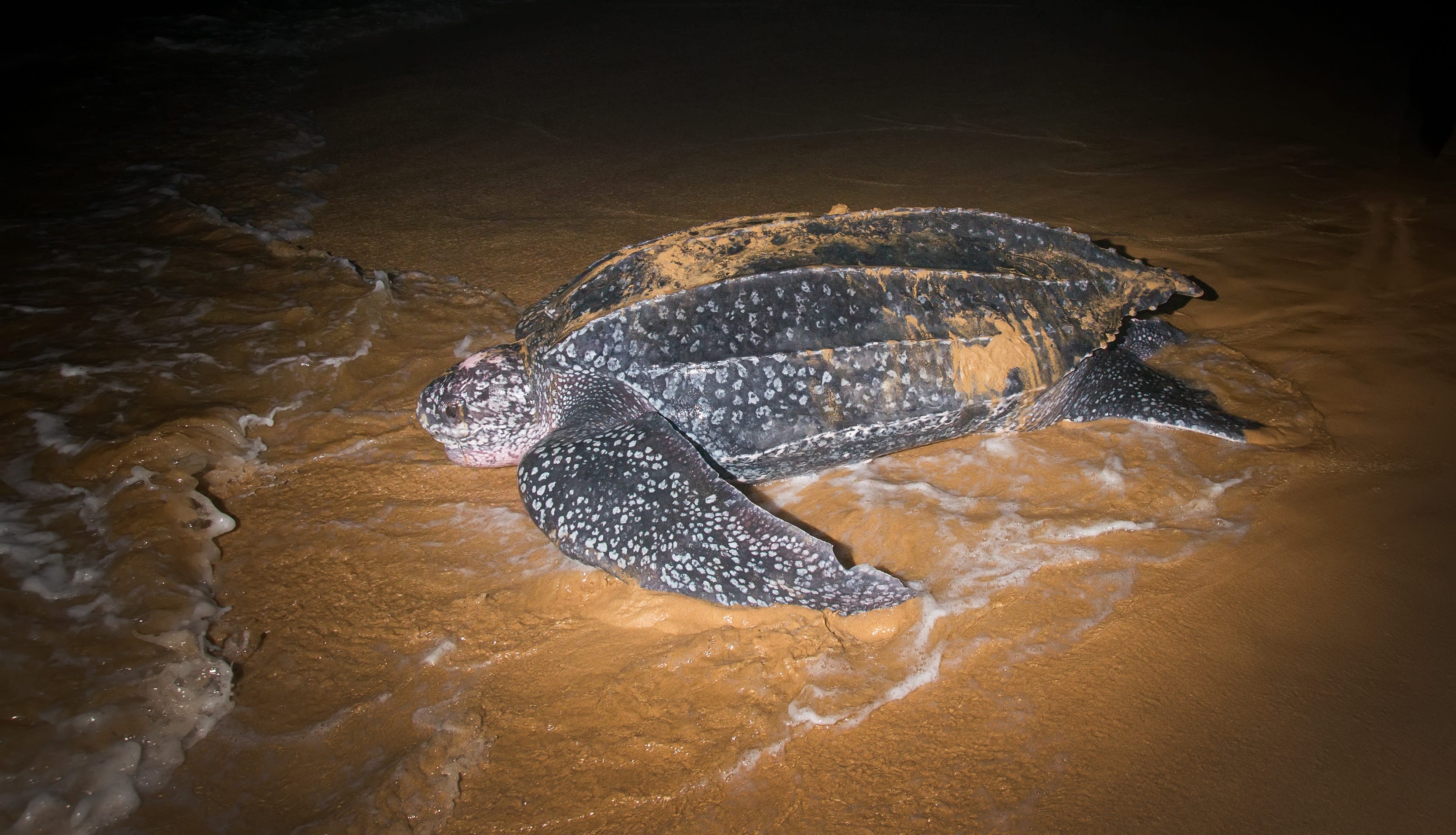 World’s largest sea turtle could come off ‘endangered’ list – Christine ...