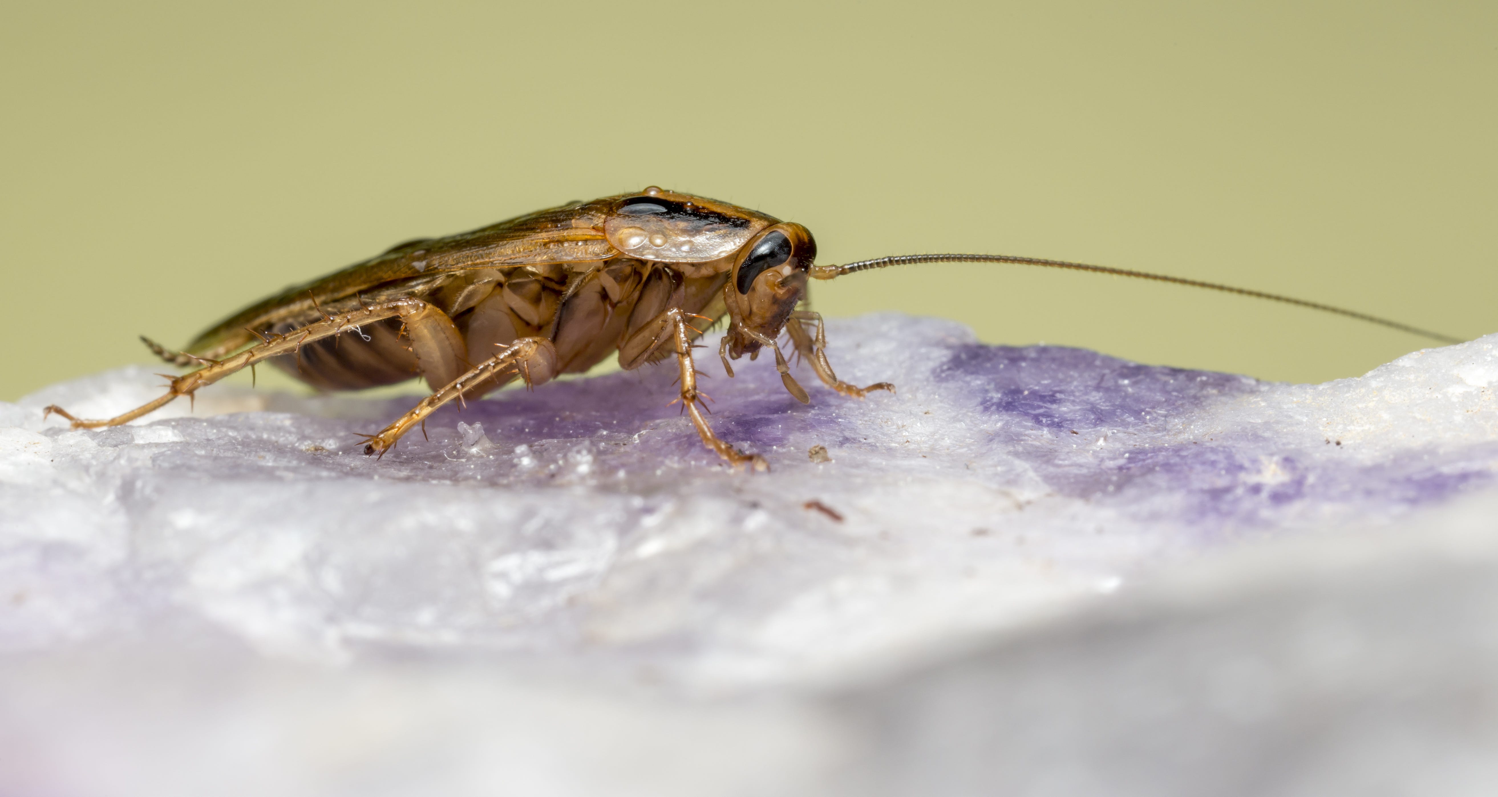 Stink bugs, ticks, flies and more: 10 pests in central Pa.