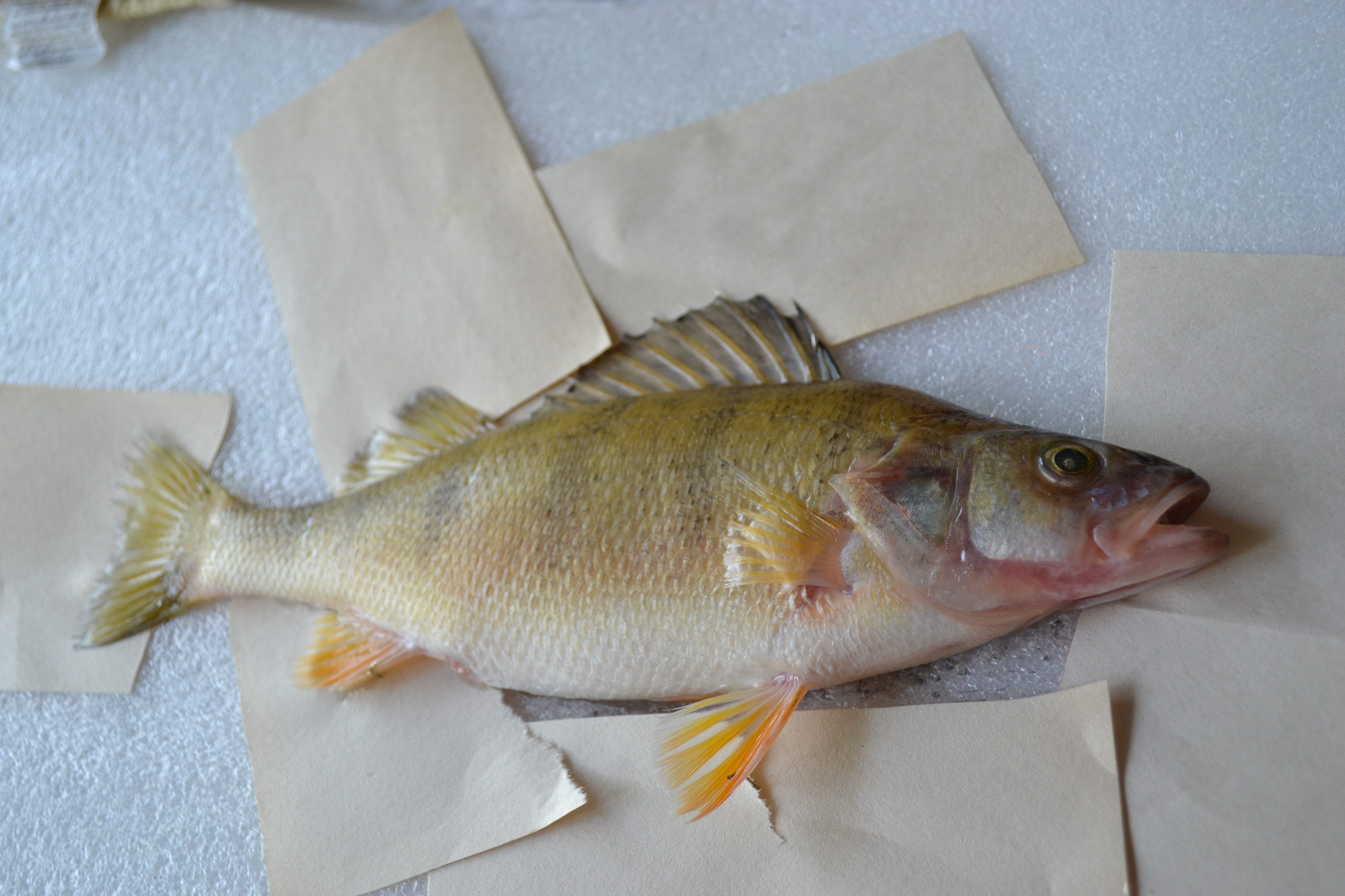 Lake Erie has good summer for walleye, yellow perch fish hatches