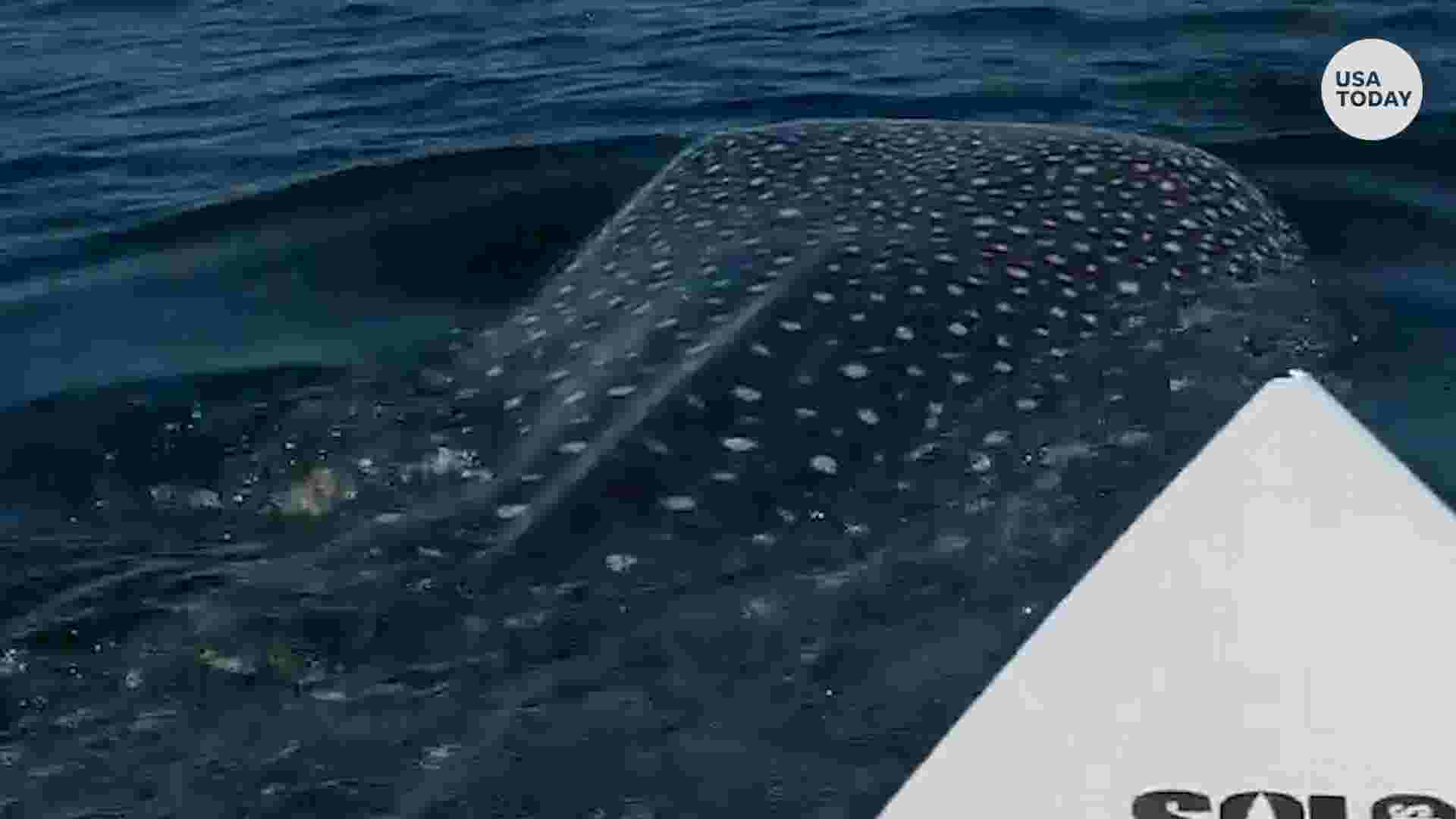 Fisherman gets up close view of huge whale shark