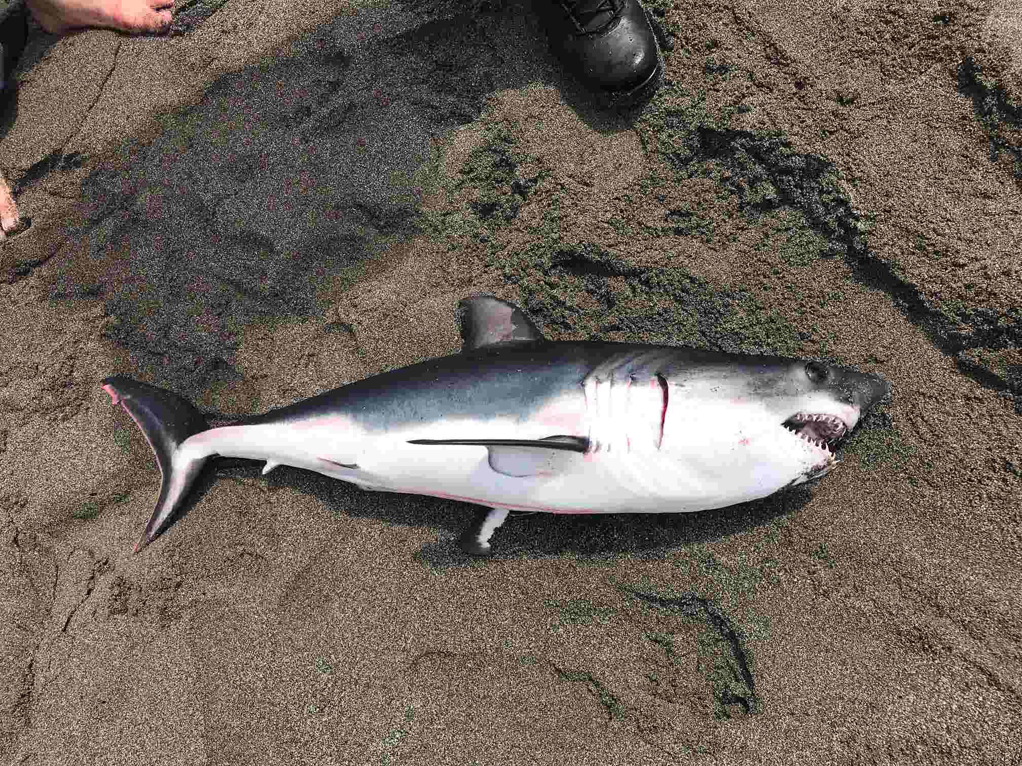 "Zombie" salmon shark at Trinidad State Beach after it bit or brushed ...