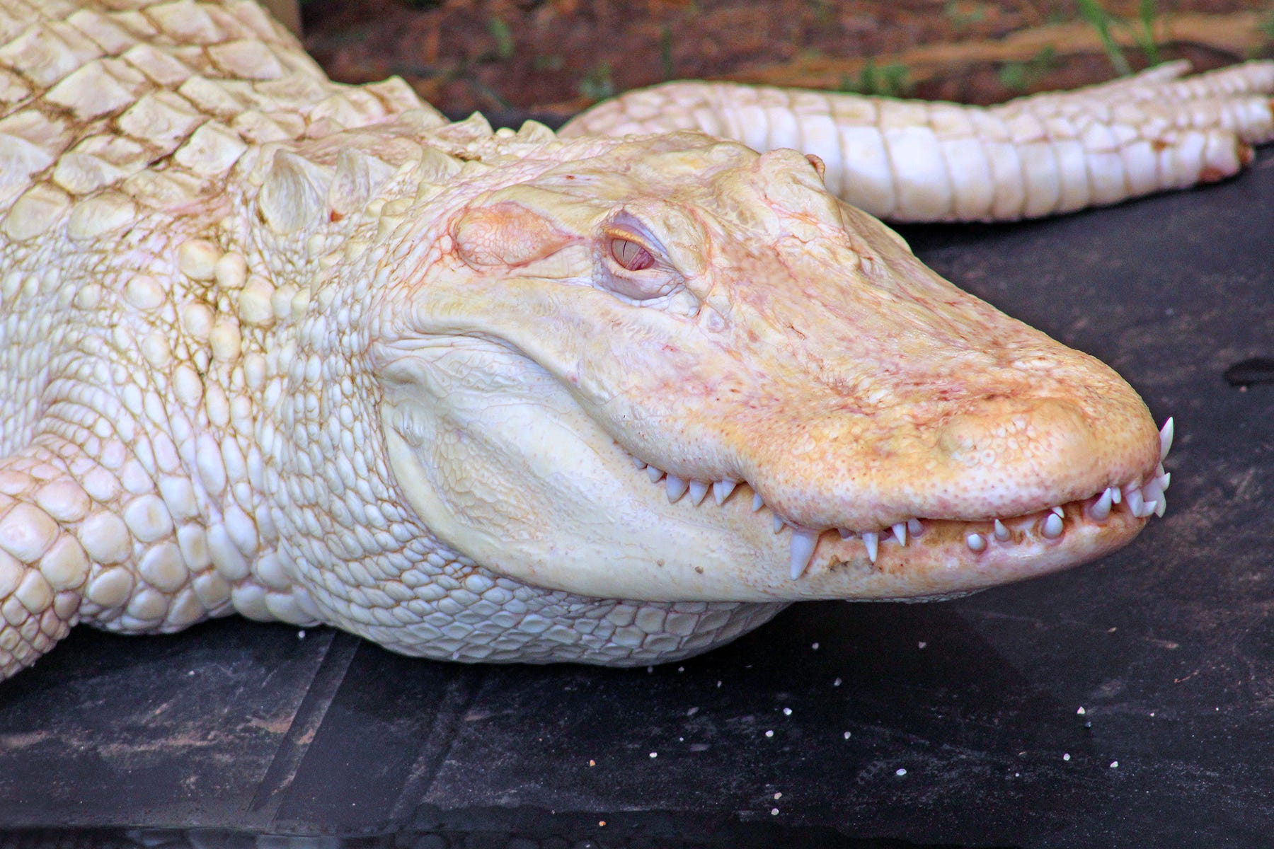 Captivating Photos of Rare Albino Alligators, Nature's Living Treasures