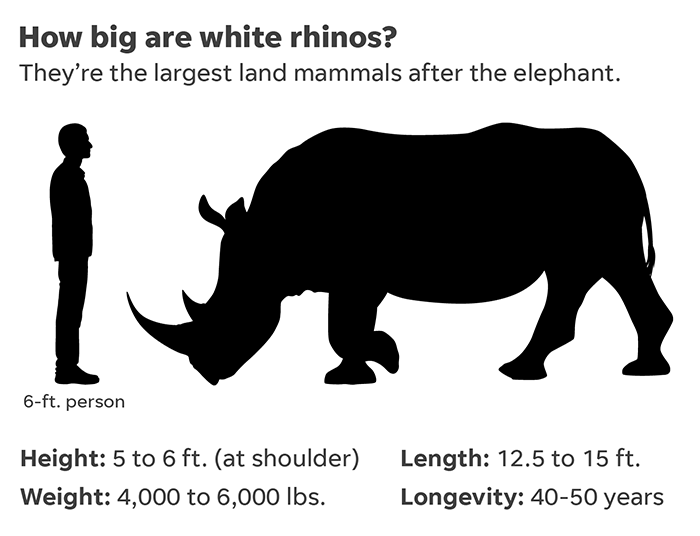 The Nashville Zoo welcomes a rare white rhino