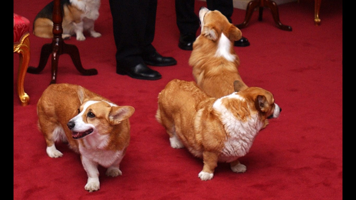 How Many Corgis Has The Queen