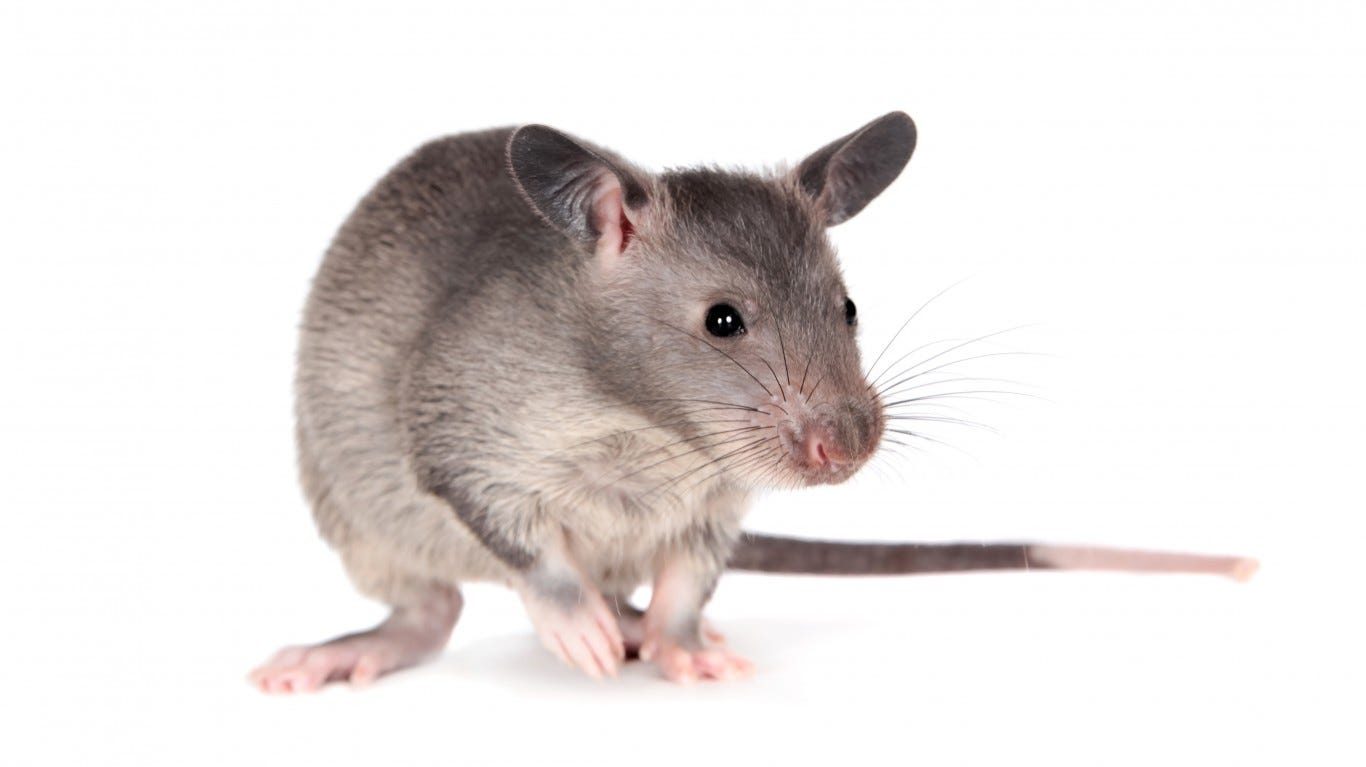 Meet 'Coffee Rat,' NYC's newest viral subway dweller