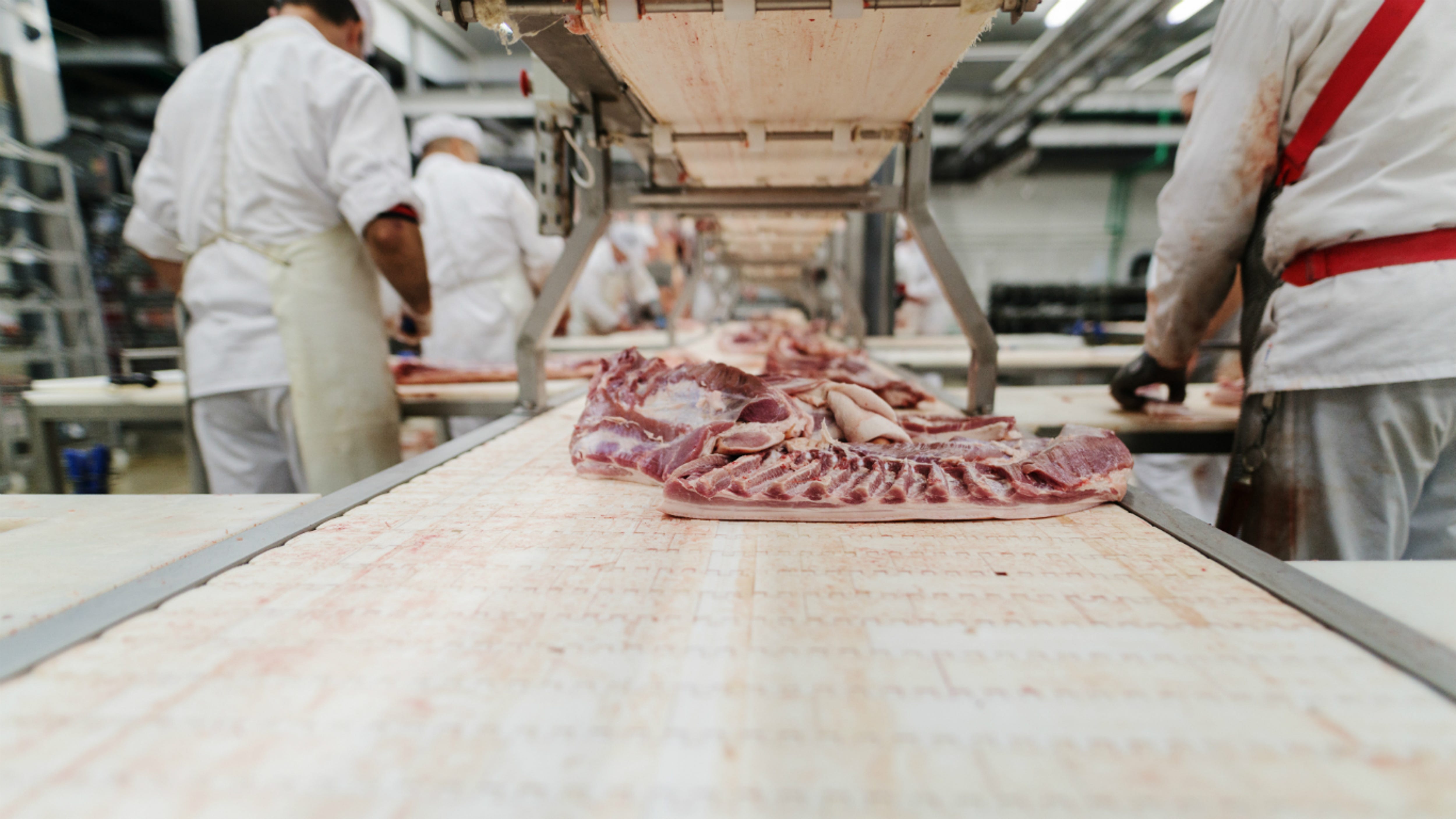 Meatpacking plants: COVID may force choice of worker health or food