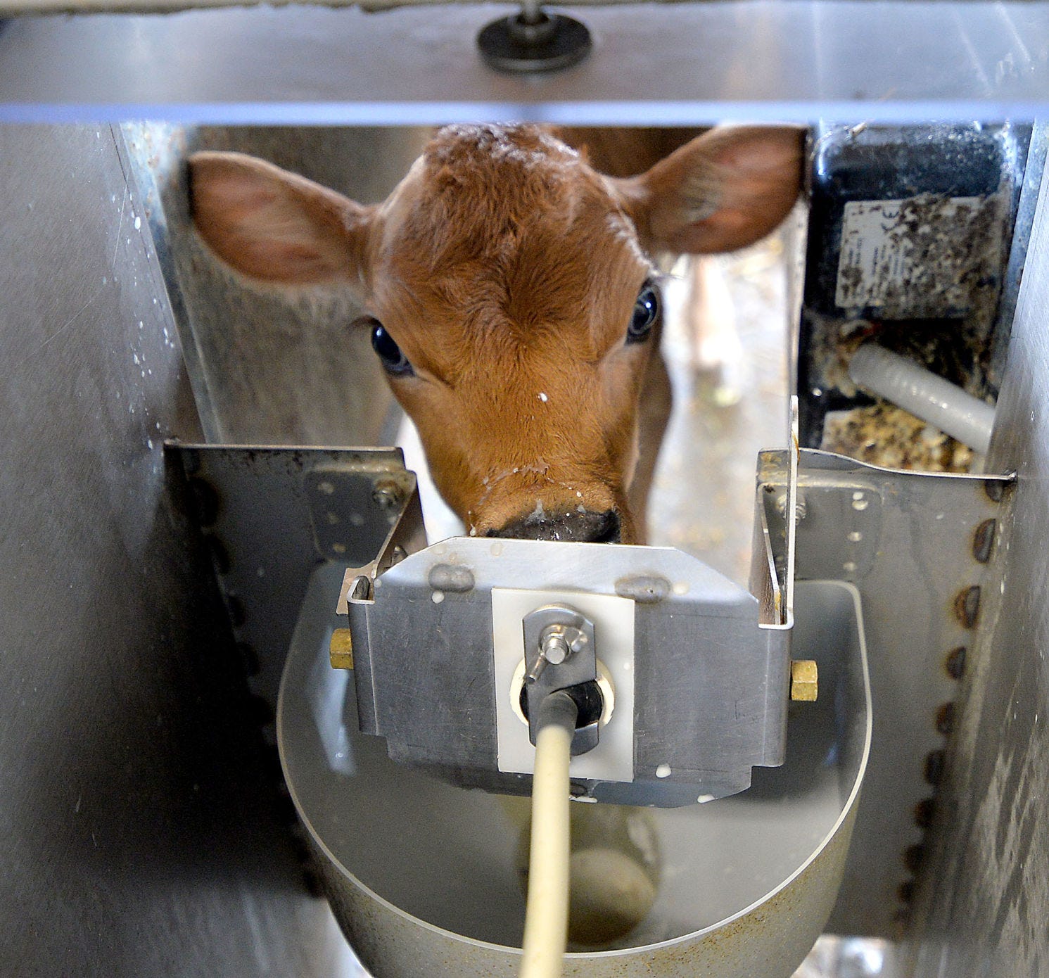More milking robots coming to Washington County as dairy farms adapt