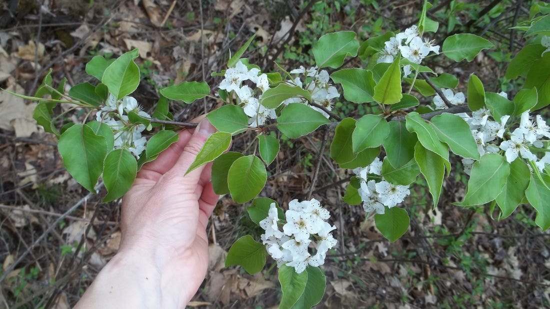 Callery pear trees invasive in the Midwest, invading Hoosier forests