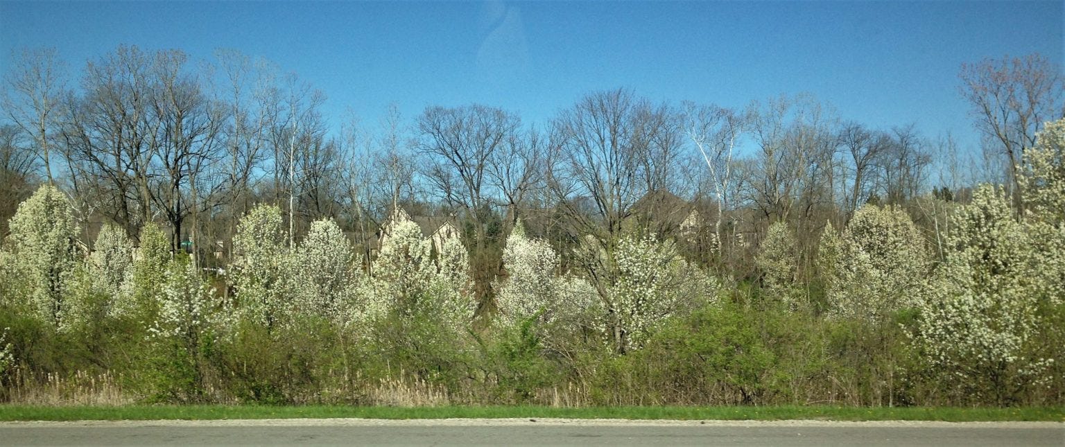 Callery pear trees invasive in the Midwest, invading Hoosier forests
