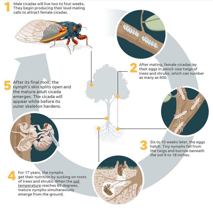 Cicada Life Cycle Diagram
