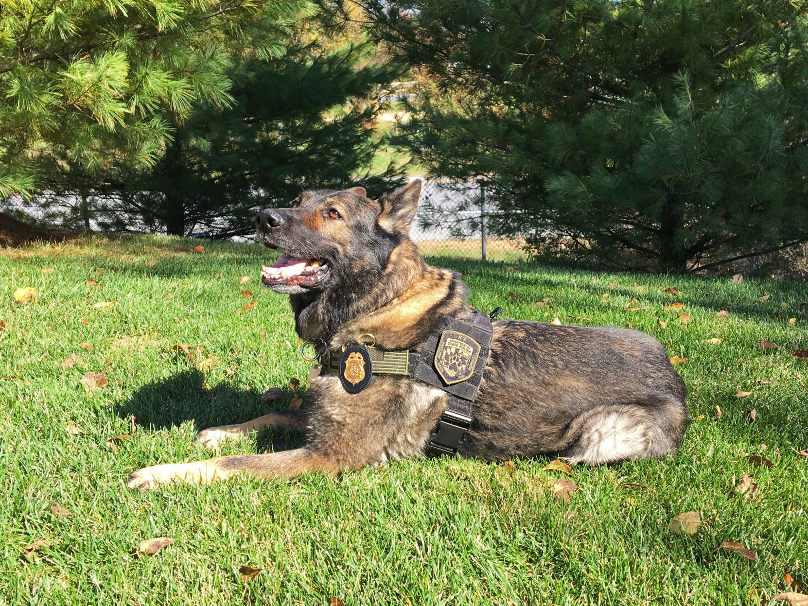 Retiring K9 beginning to live a dog's life