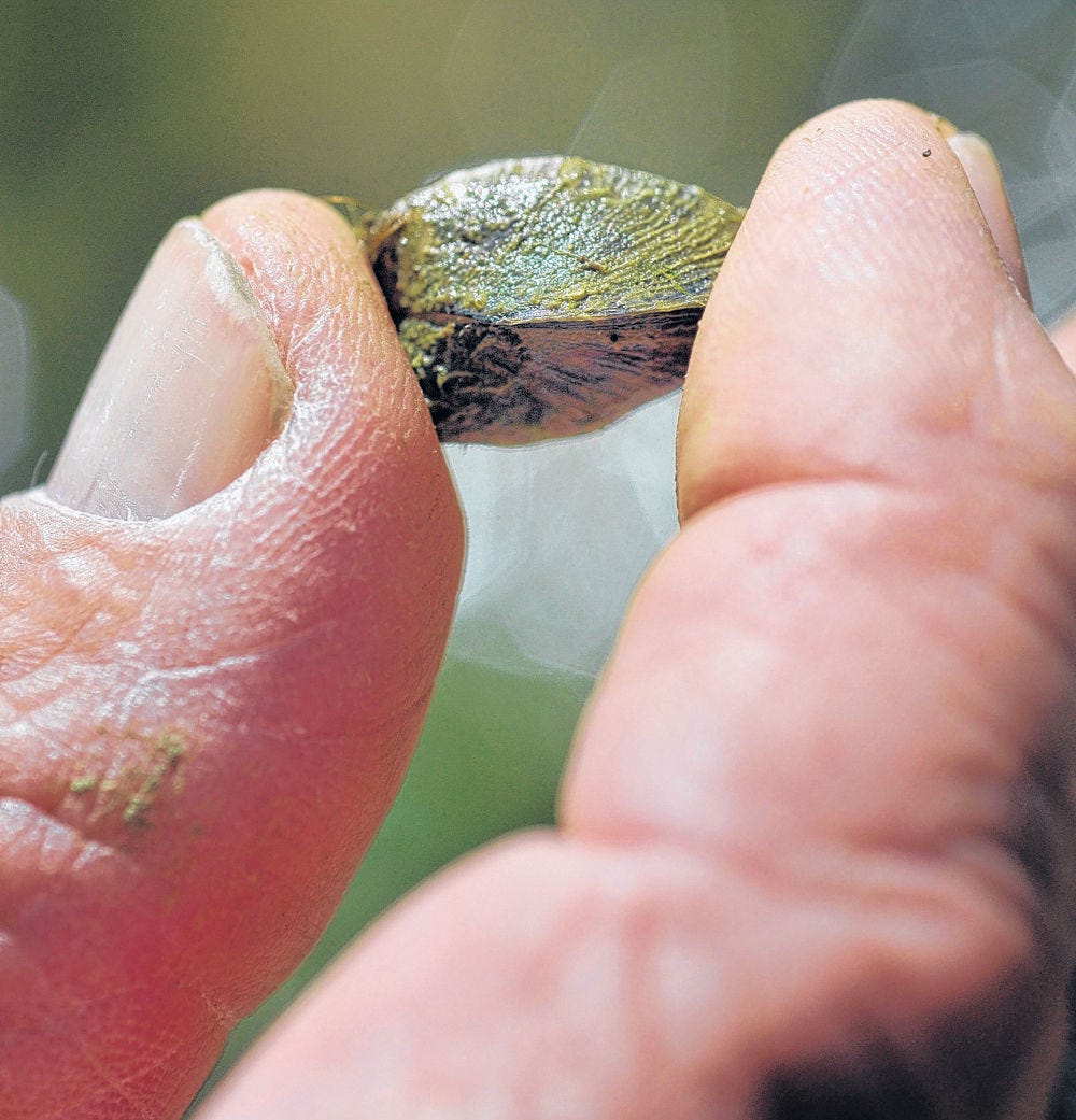 California boat owners must buy mussel fee sticker at DMV