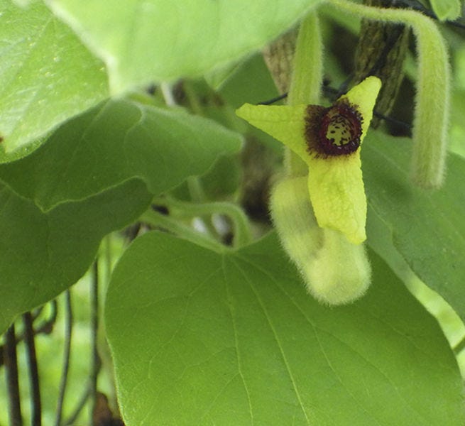 Those unruly, delightful vines: Midwest natives with attitude and impact