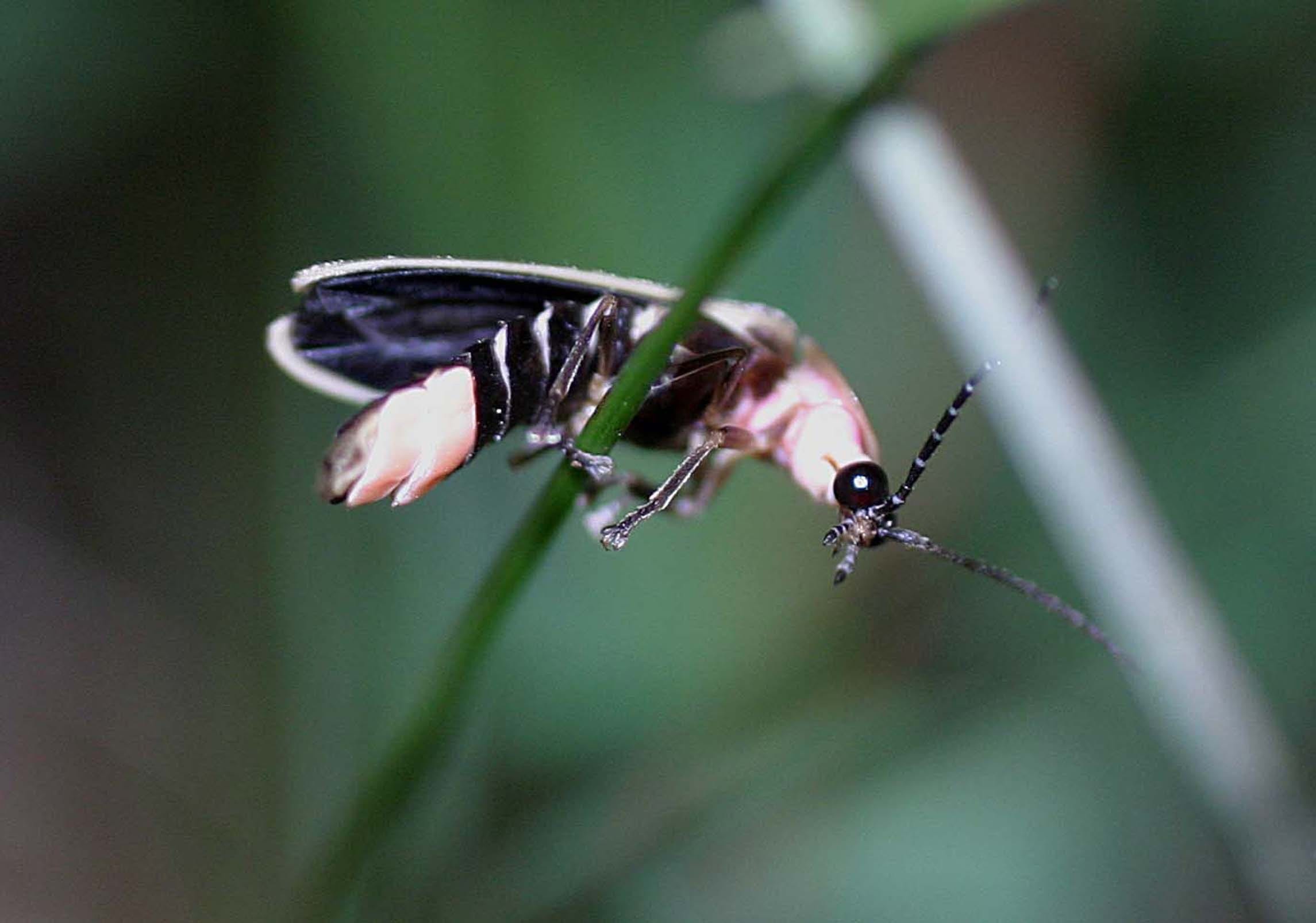 Indiana outdoors: Are fireflies and lightning bugs the same insect?
