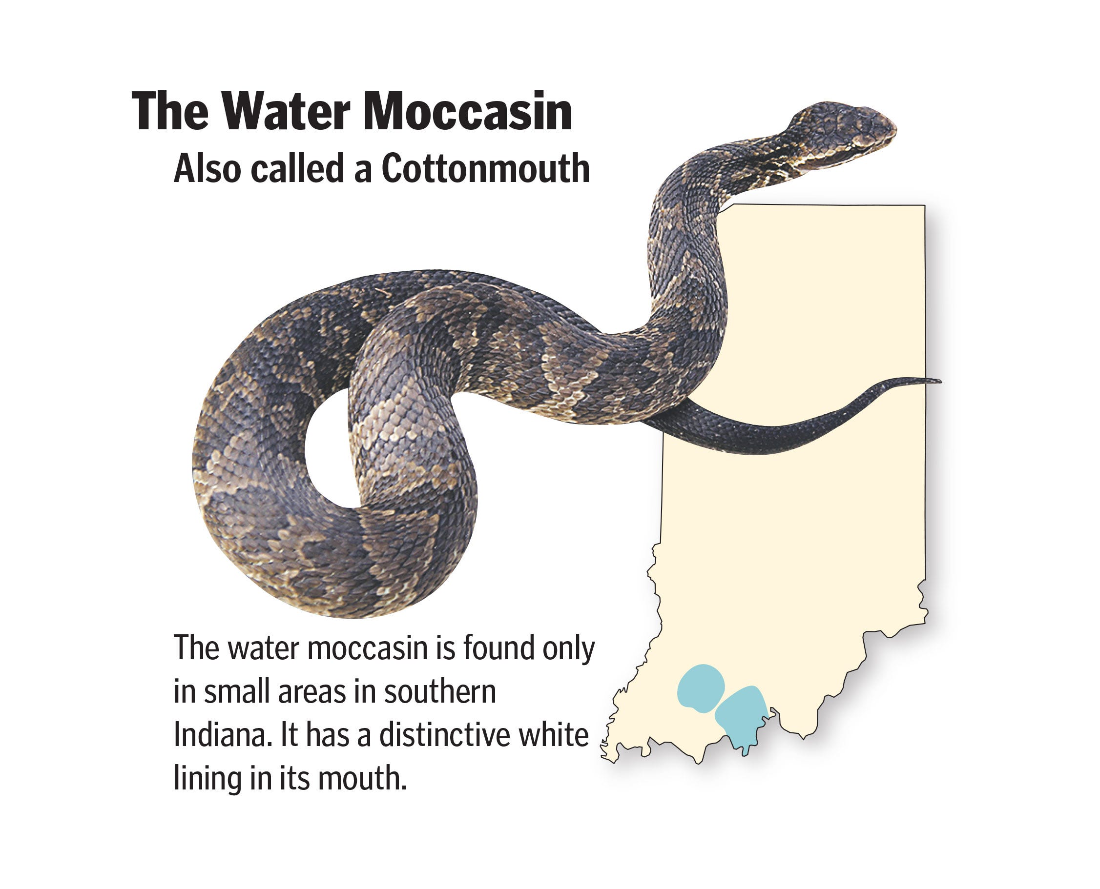 Timber rattlesnakes: Brown, Monroe, surrounding counties are home to ...
