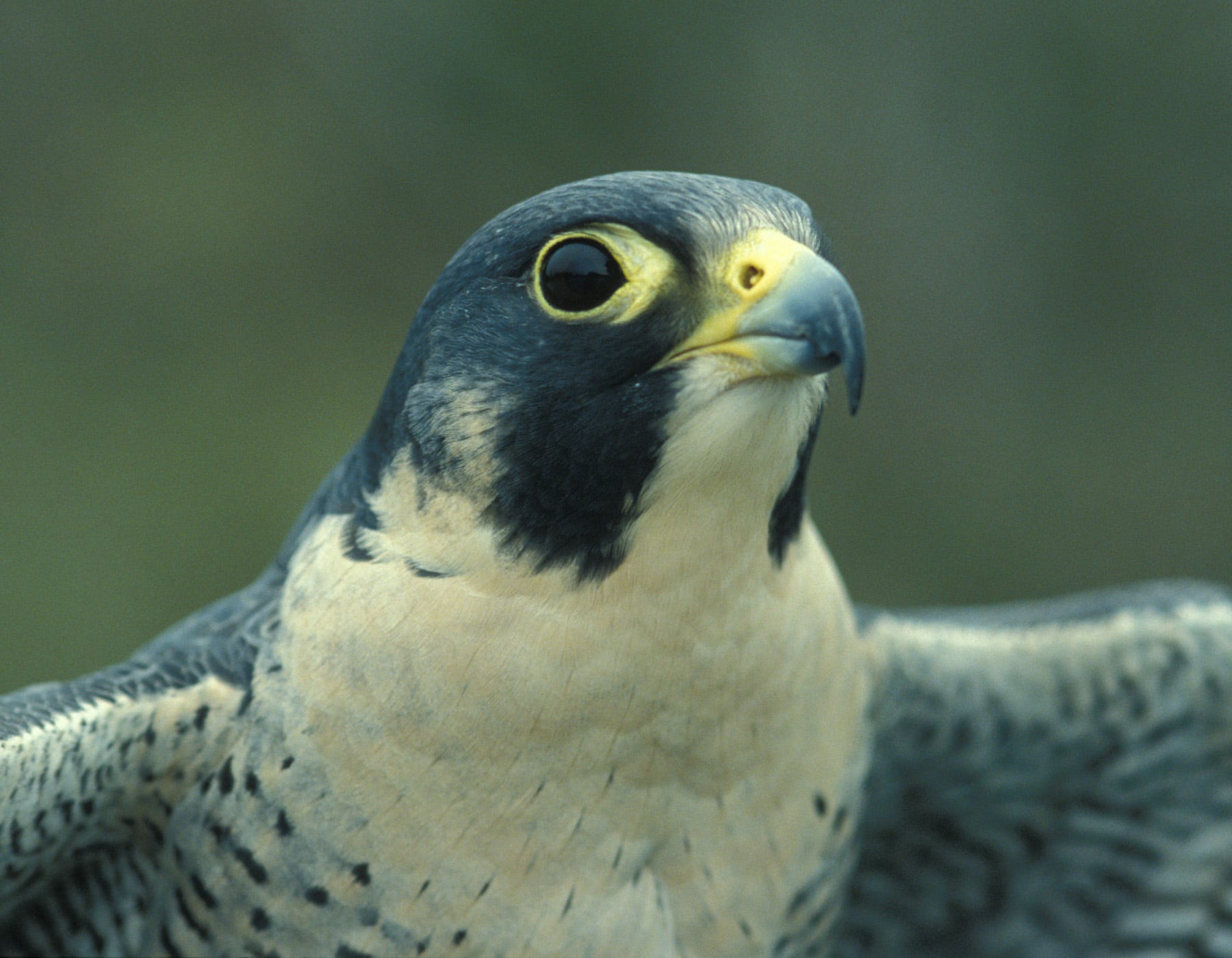 MDC moves to remove peregrine falcons from endangered species list