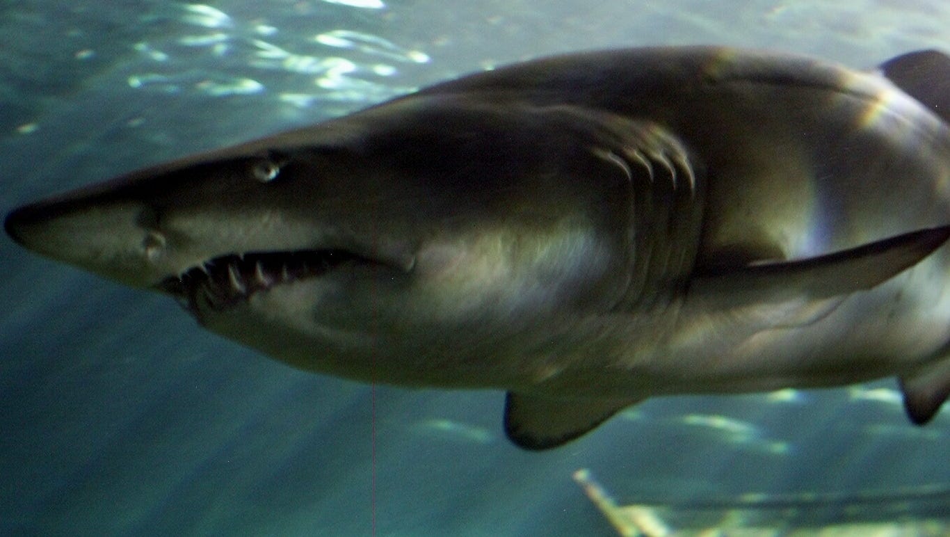 Australia To Kill Sharks In Bid To Protect People australia-to-kill-sharks-in-bid-to-protect-people