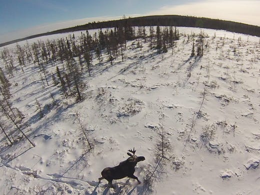 Warmer winters bedevil moose in Minnesota