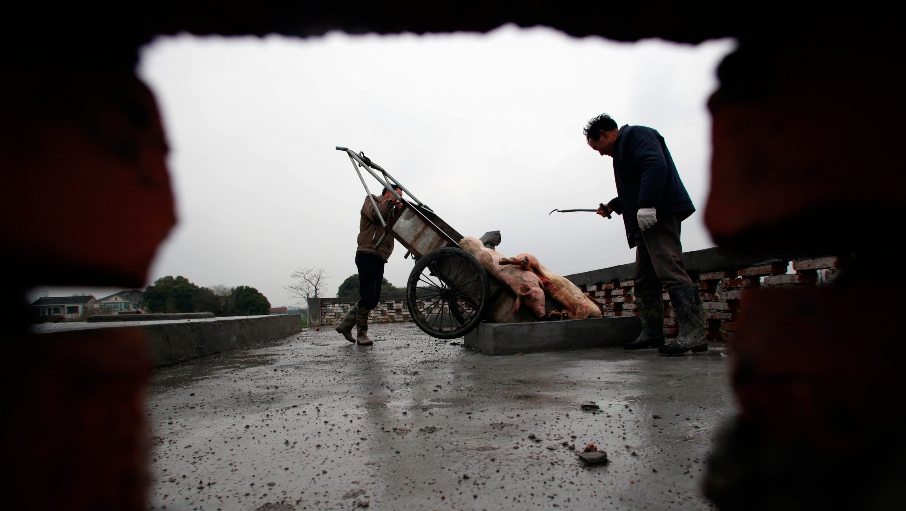 Shanghai tide of dead pigs stirs wider worries in China