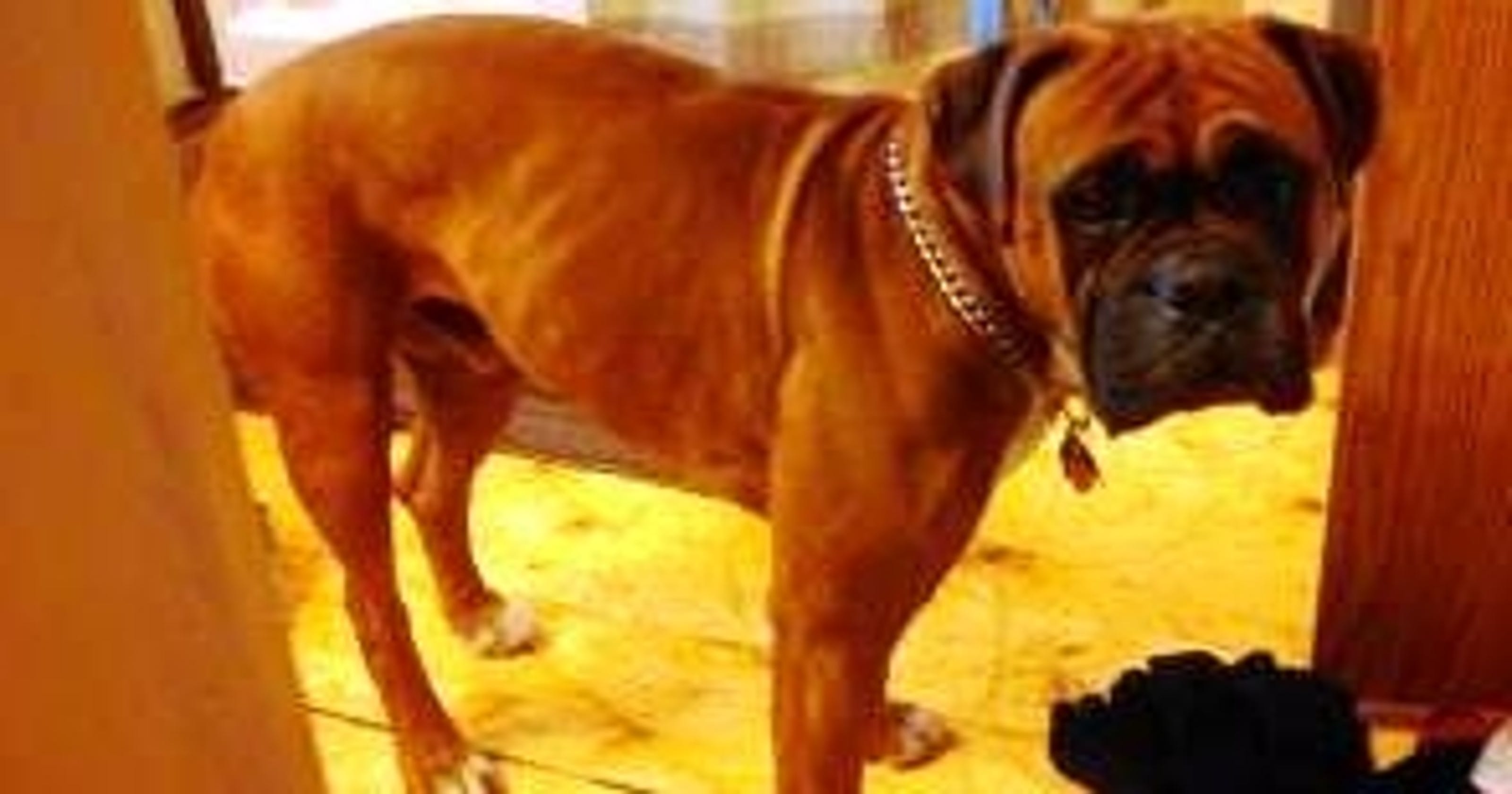 Dozens of dogs disappear in Magic Valley, Idaho