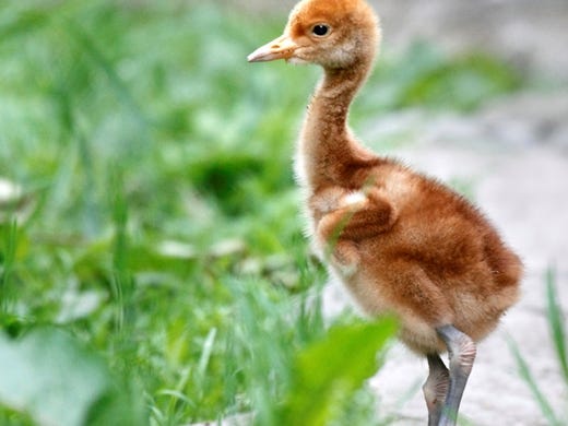 Gorilla in the midst: Cincinnati's baby ape draws crowd