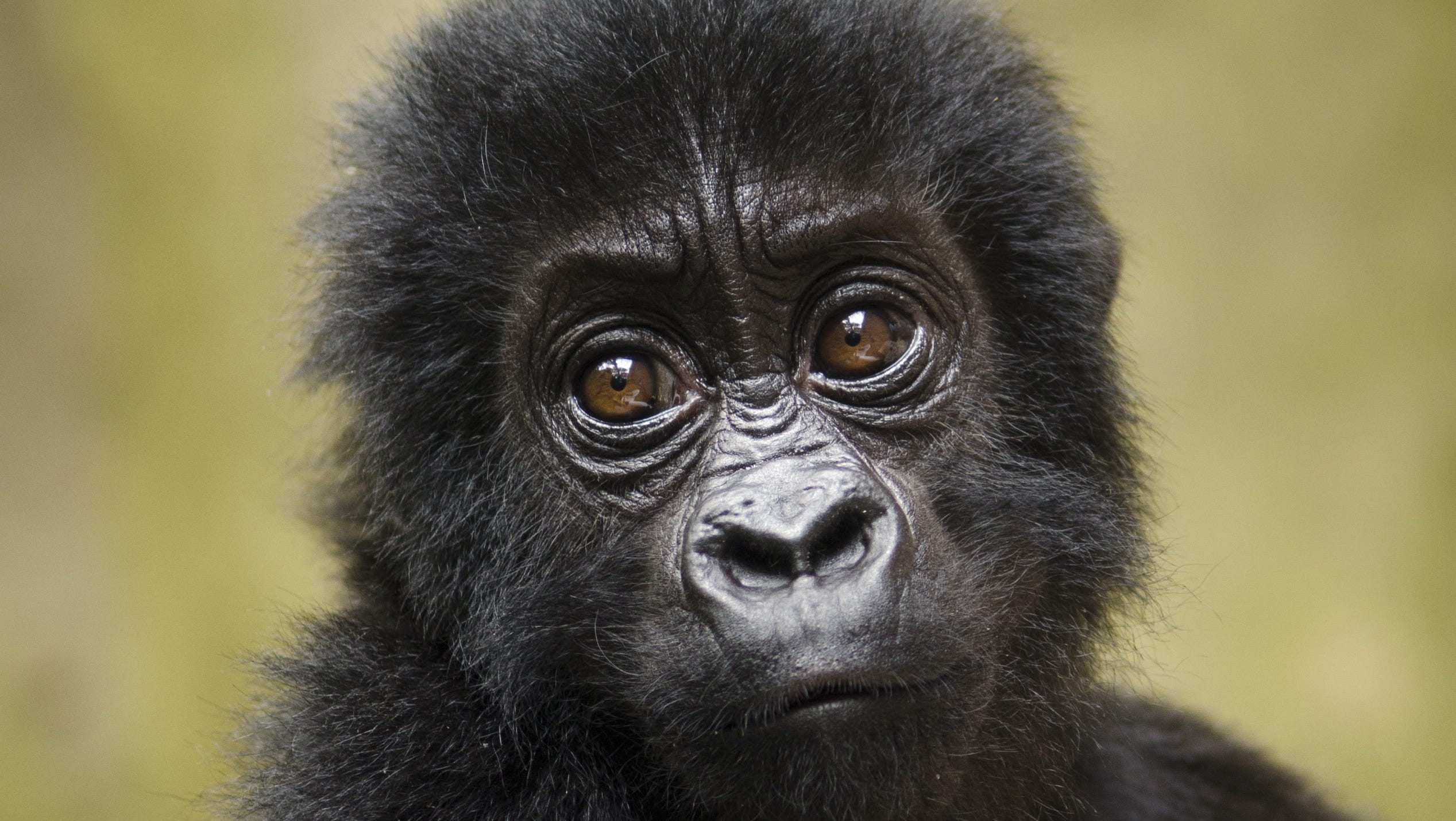 25 primate species reported on brink of extinction