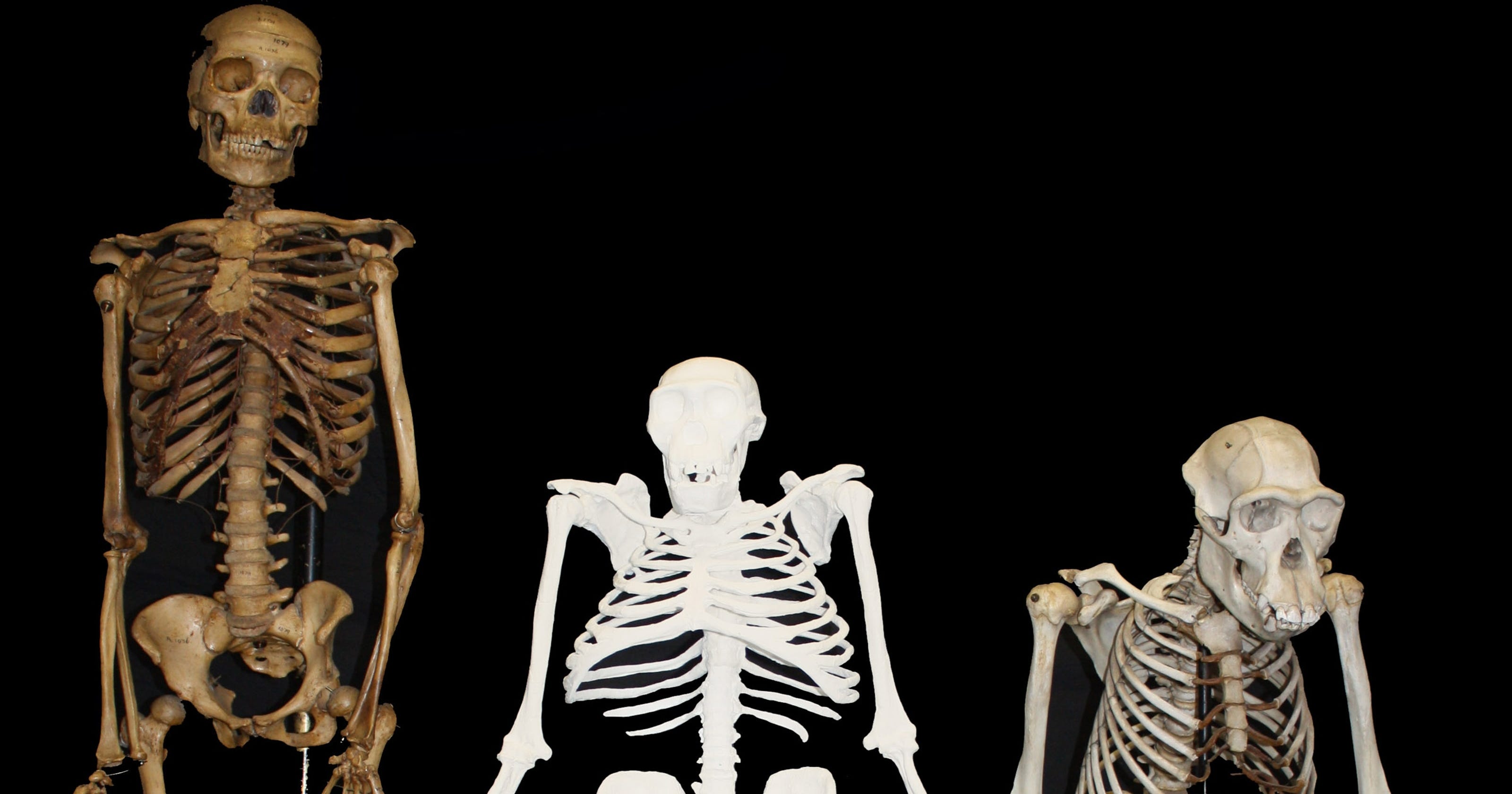 Ancient creature mixed human, apelike traits