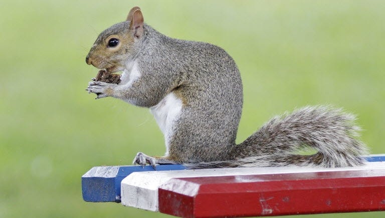 Plague squirrel closes Calif. campgrounds